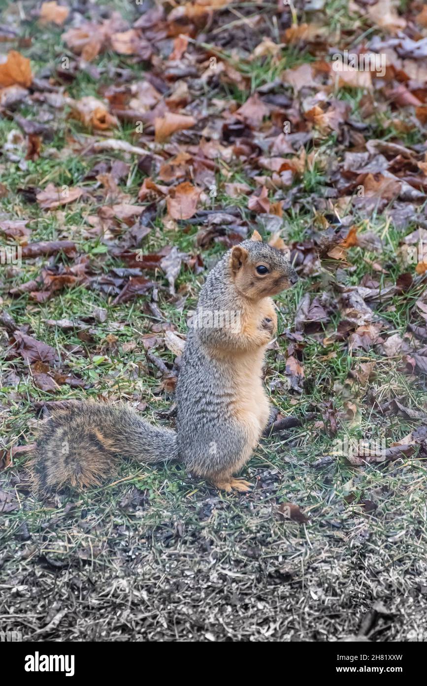 Fox tail squirrel hi-res stock photography and images - Alamy