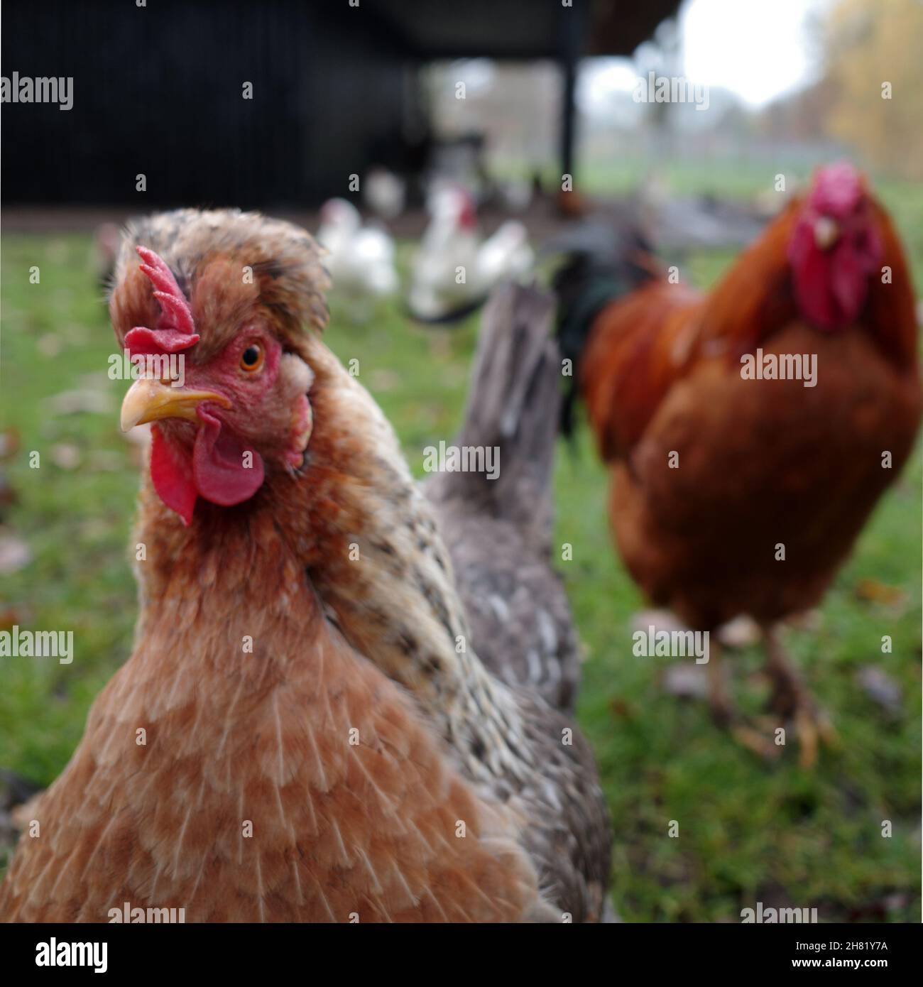 Meadow with only bantam roosters. In the front an unusual colored ...