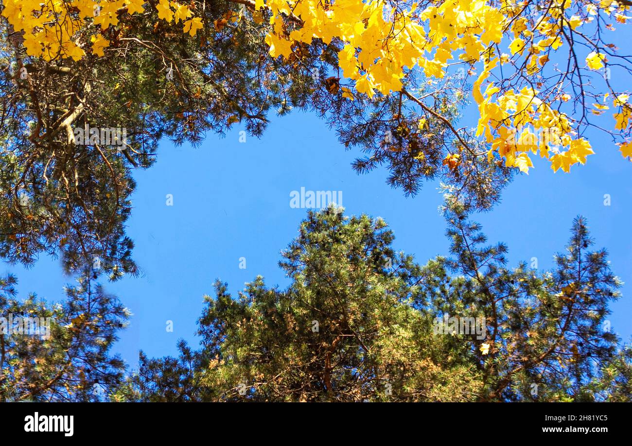 Fir tree canopy hi-res stock photography and images - Alamy