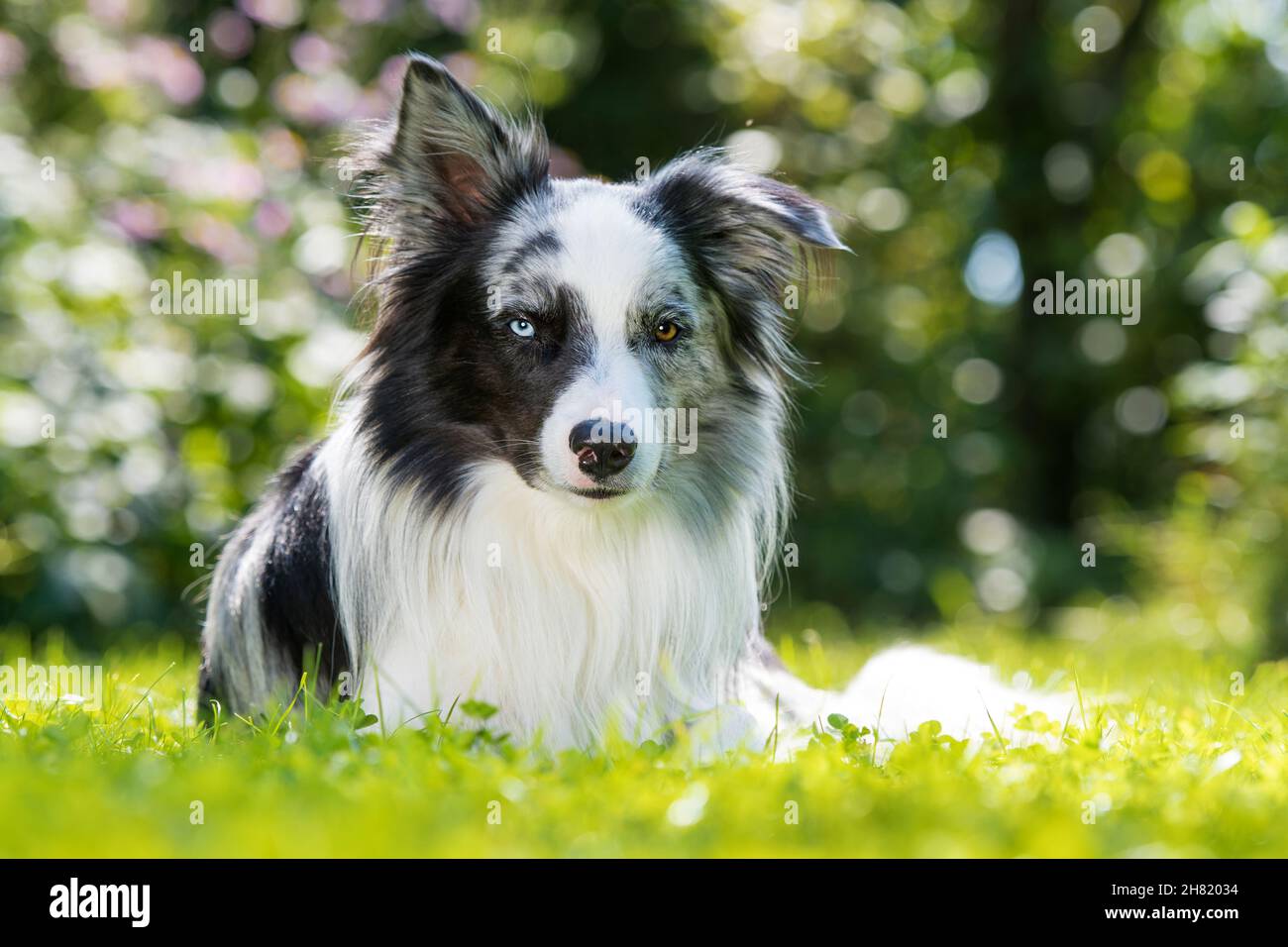 Border collie in a summer garden Stock Photo - Alamy