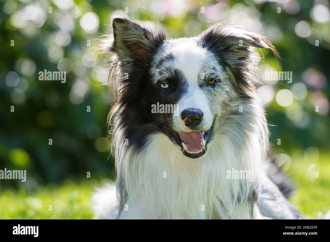 Border collie in a summer garden Stock Photo - Alamy