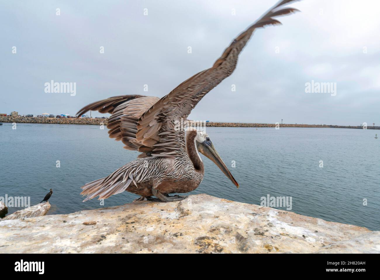 Brown pelican with opened wings on top of a rock in Oceanside ...