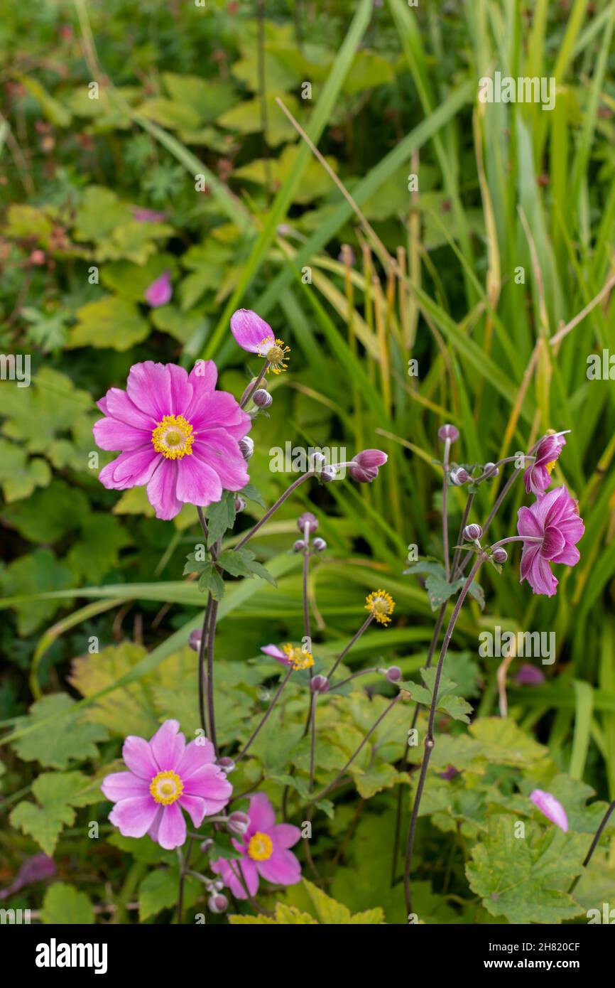 Japanese anemone blossom pink lilac flower vertical photography. Cute ...
