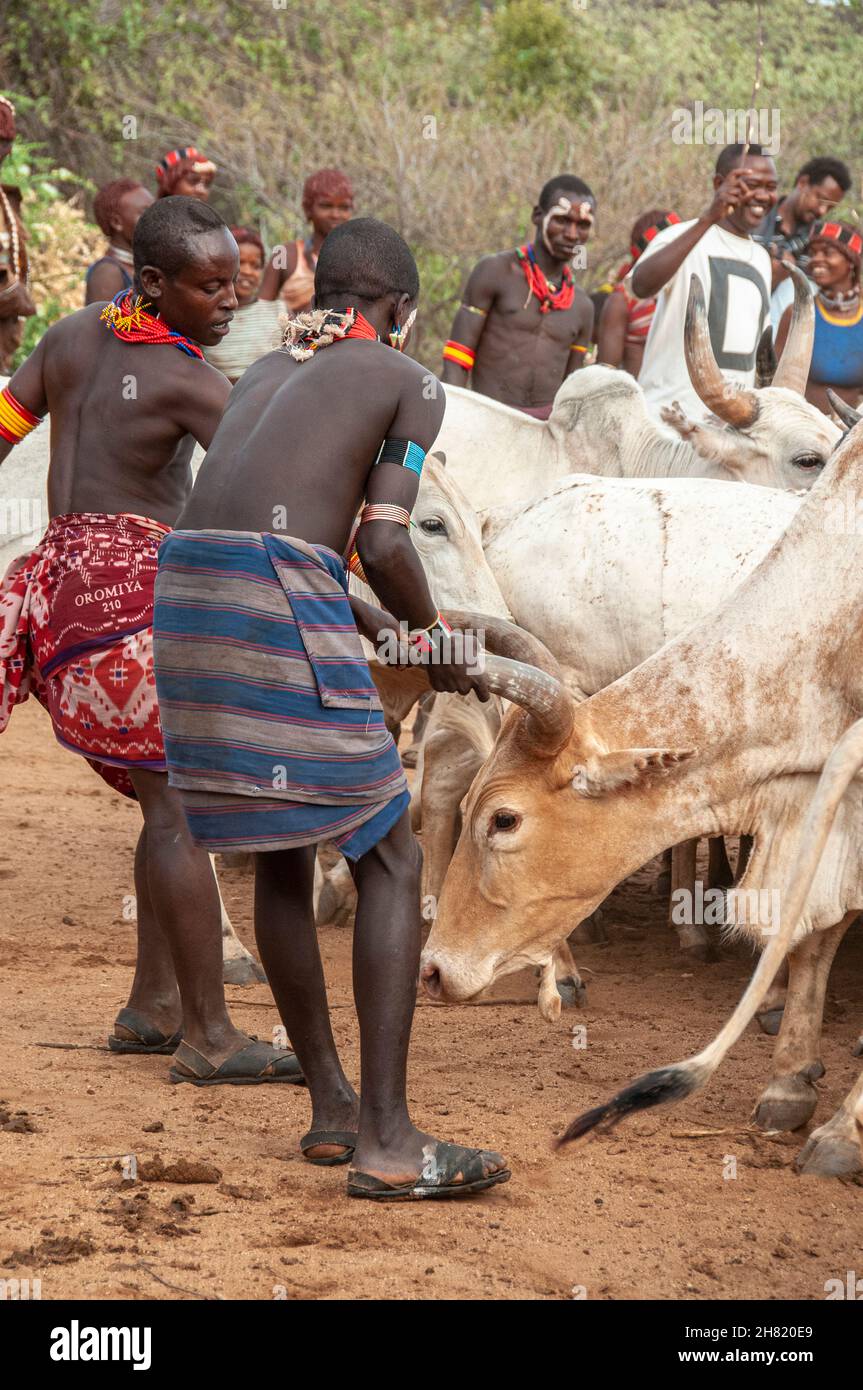 two men help to organize the bulls by holding their horns and ...
