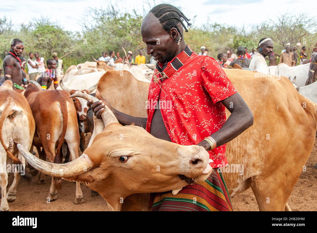 Bull jumping ceremony hi-res stock photography and images - Alamy