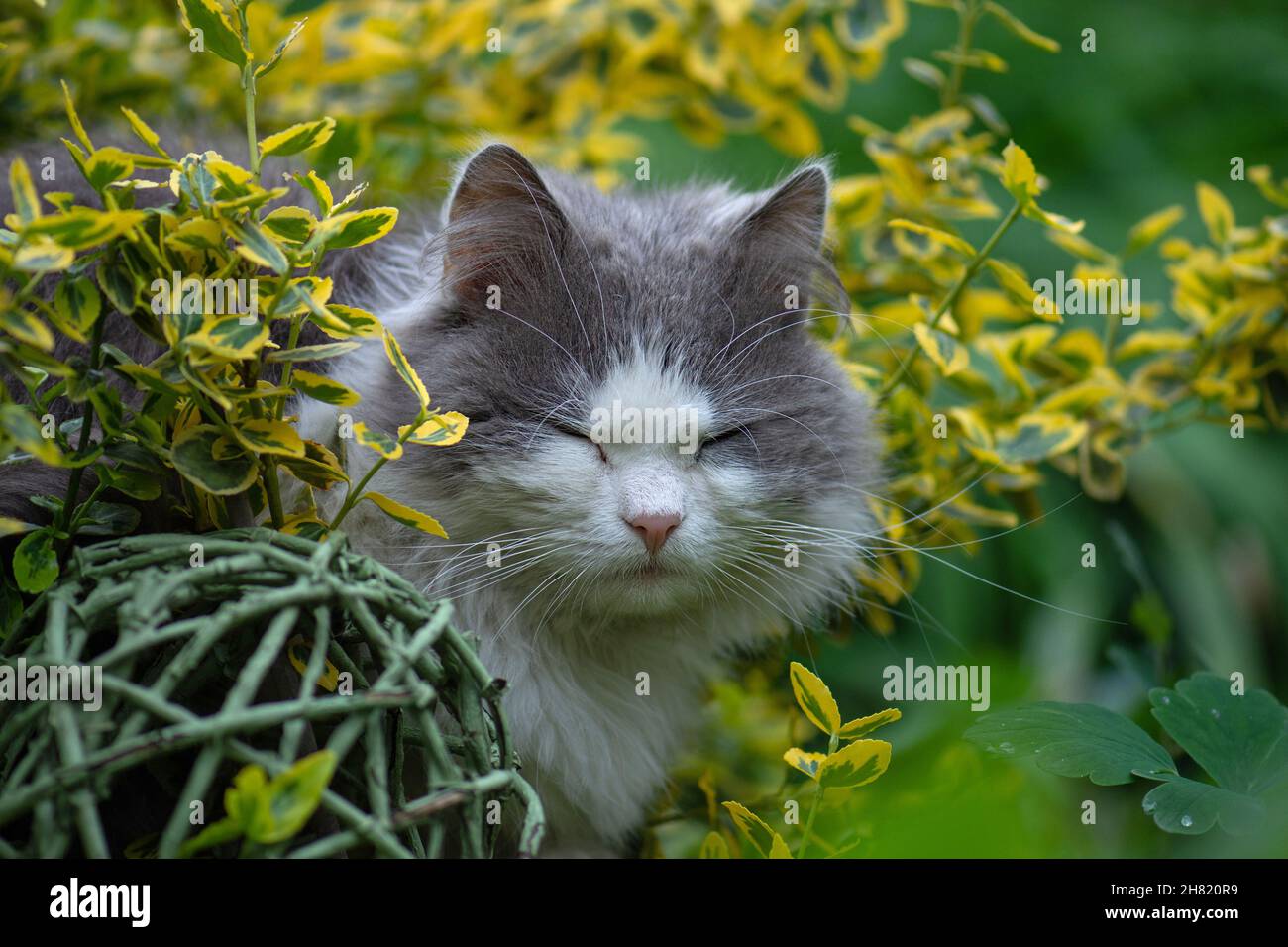 Emotional spring cat portrait. Spring cat portrait. Freshness and ...