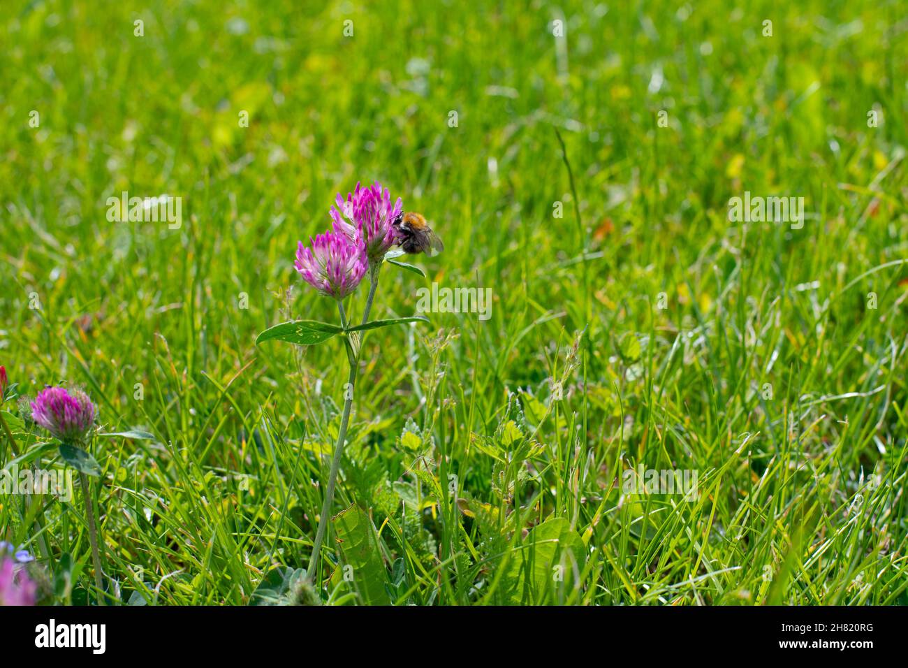 Pink clover flower pollinated by bumblebee, clover blossom attracting ...