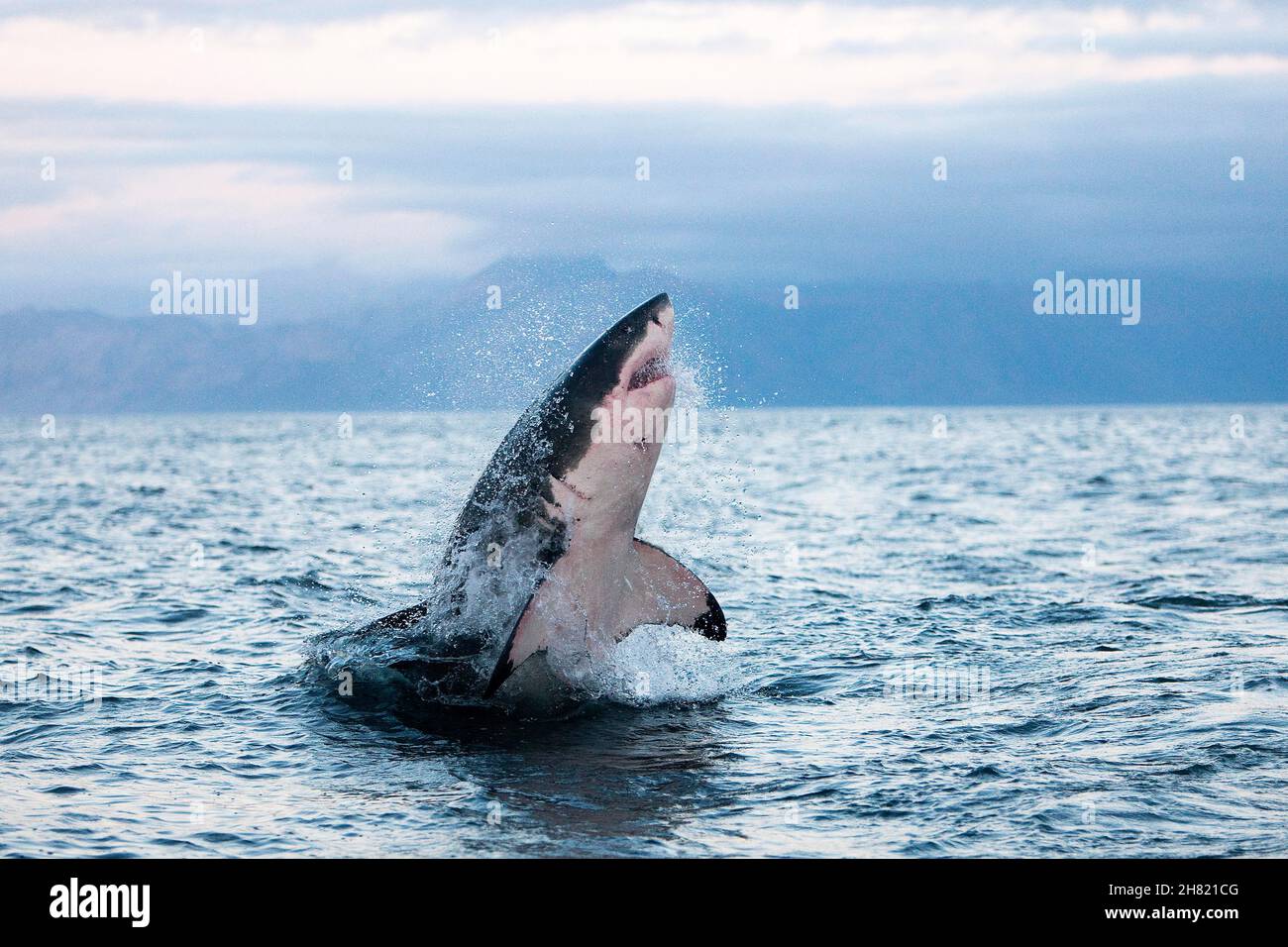 Great White Shark, carcharodon carcharias, Adult Breaching, False Bay ...