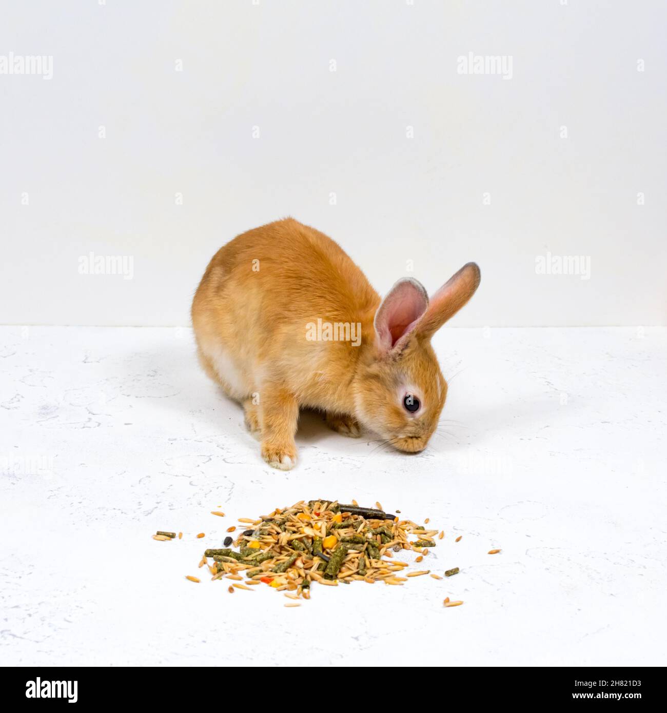 Redhead Ginger rabbit sitting next to food on a white background Stock ...