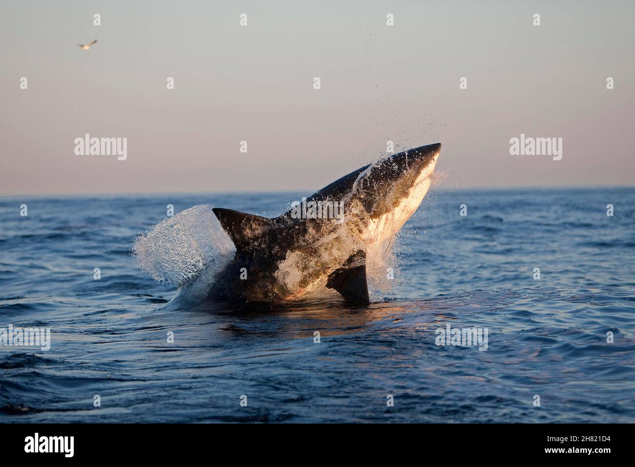 Great White Shark, carcharodon carcharias, Adult Breaching, False Bay ...