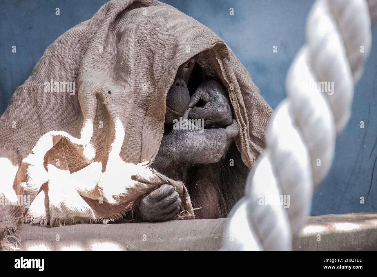 Monkey hiding his face hi-res stock photography and images - Alamy