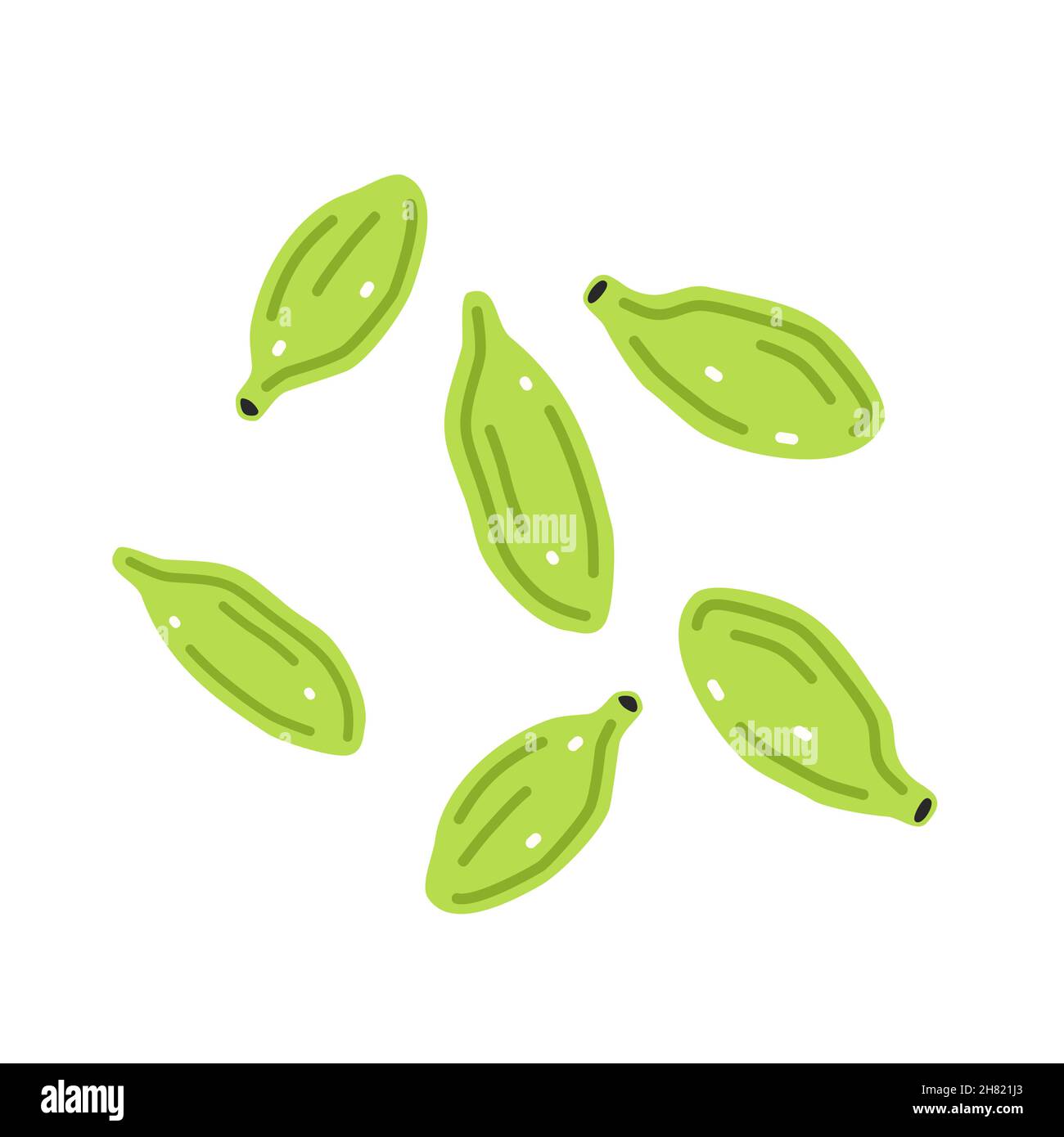 Cardamom pods on a white background. Vector flat illustration Stock ...