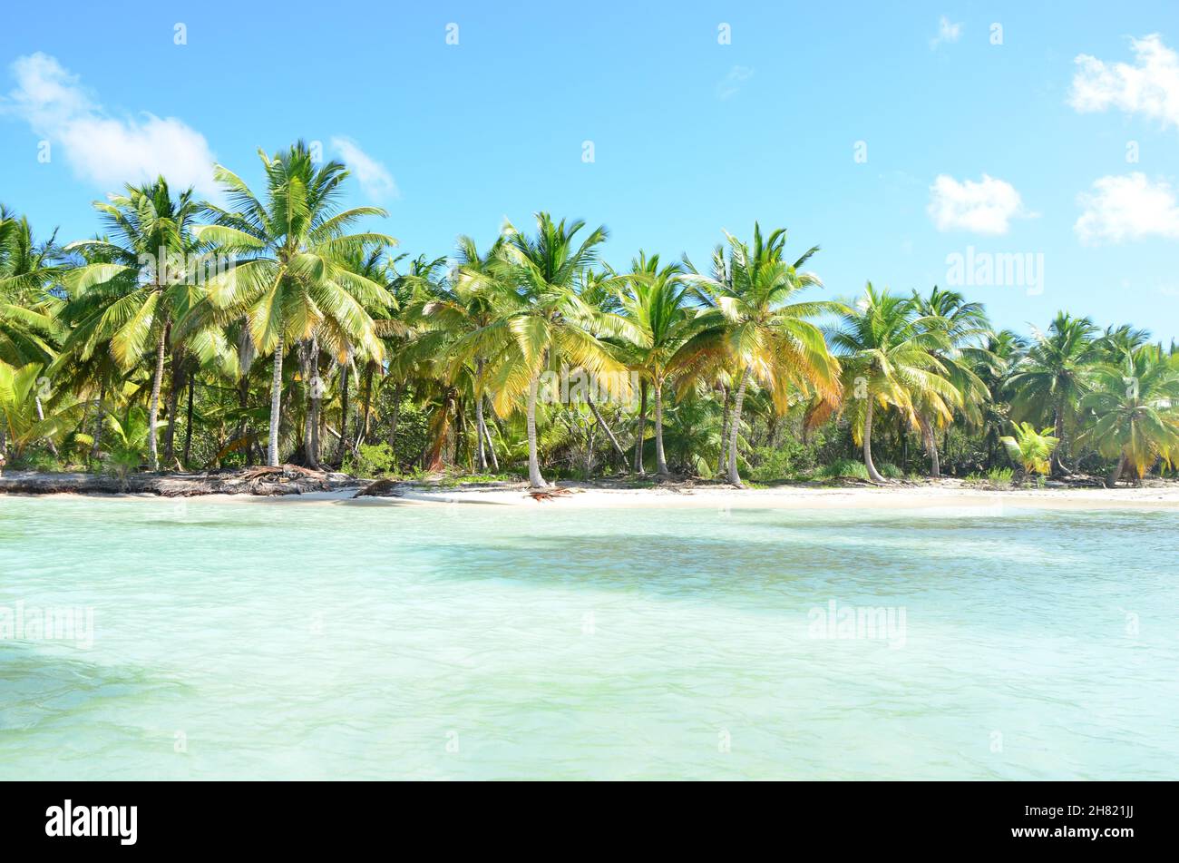 Summer nature scene. Tropical beach with palm trees Stock Photo - Alamy