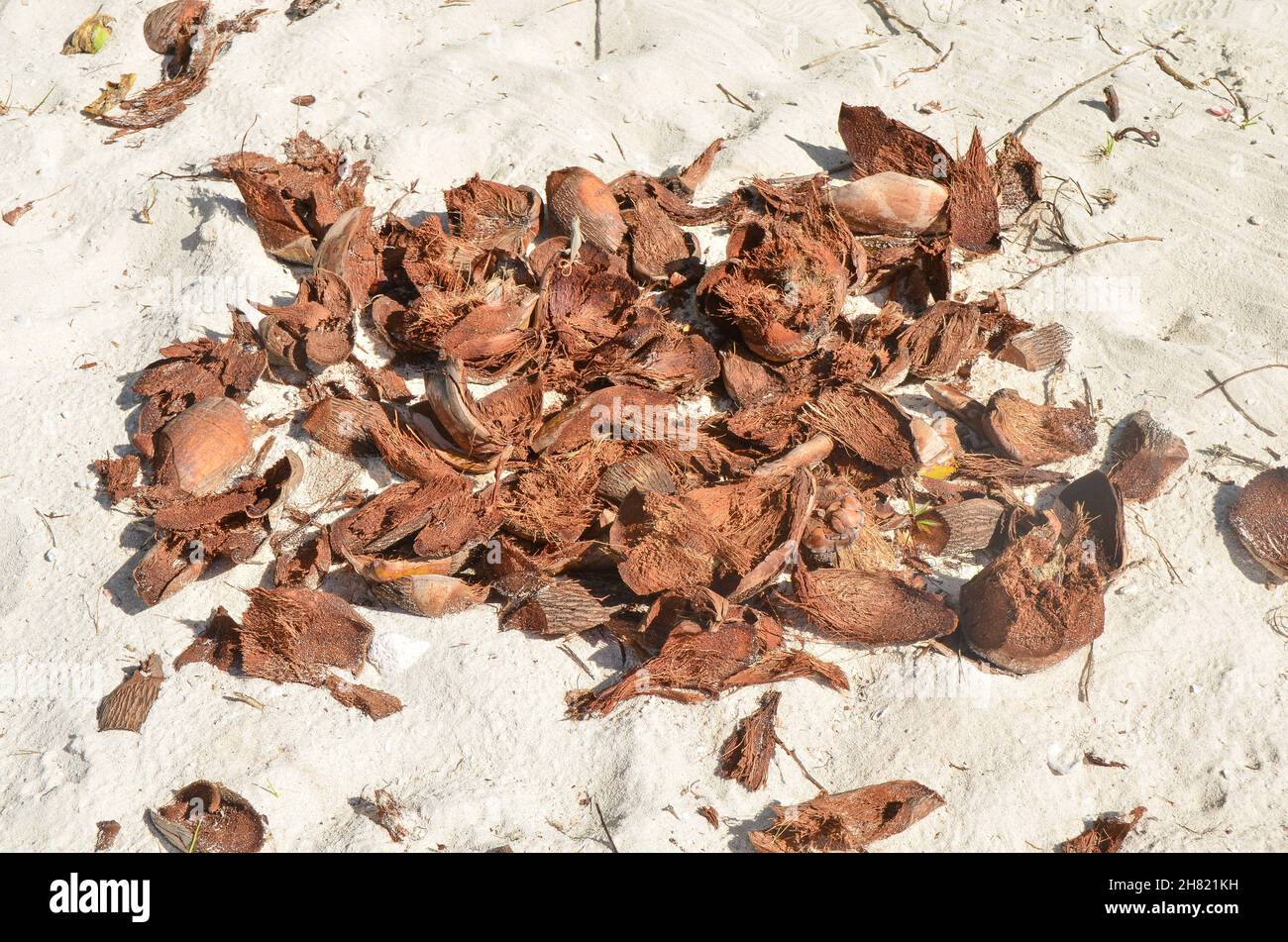 Coconut peel in the sand under the sun Stock Photo - Alamy