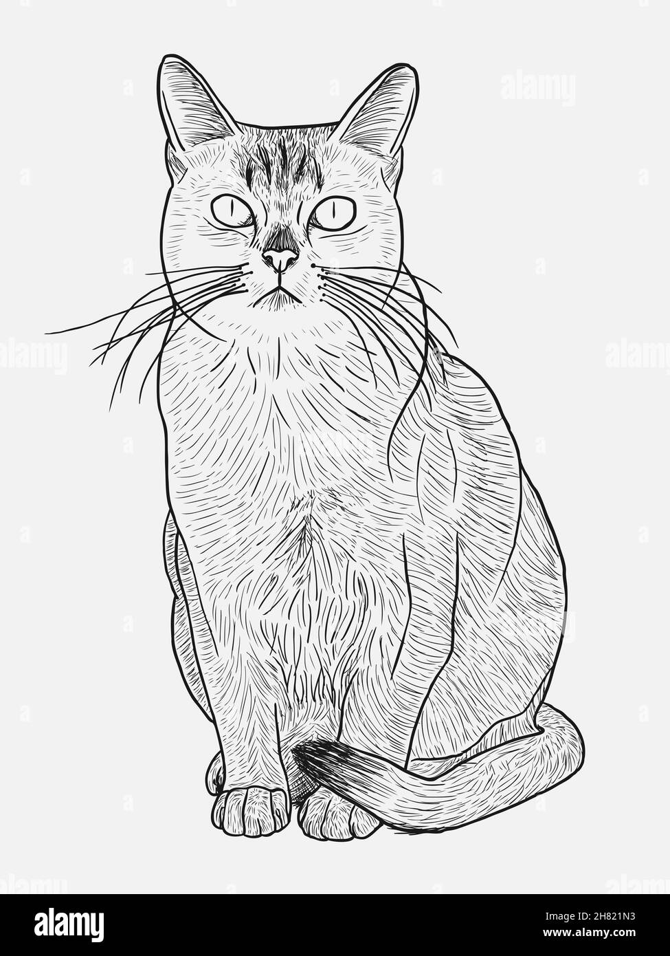 Hand drawn cat, vector illustration Stock Vector Image & Art - Alamy