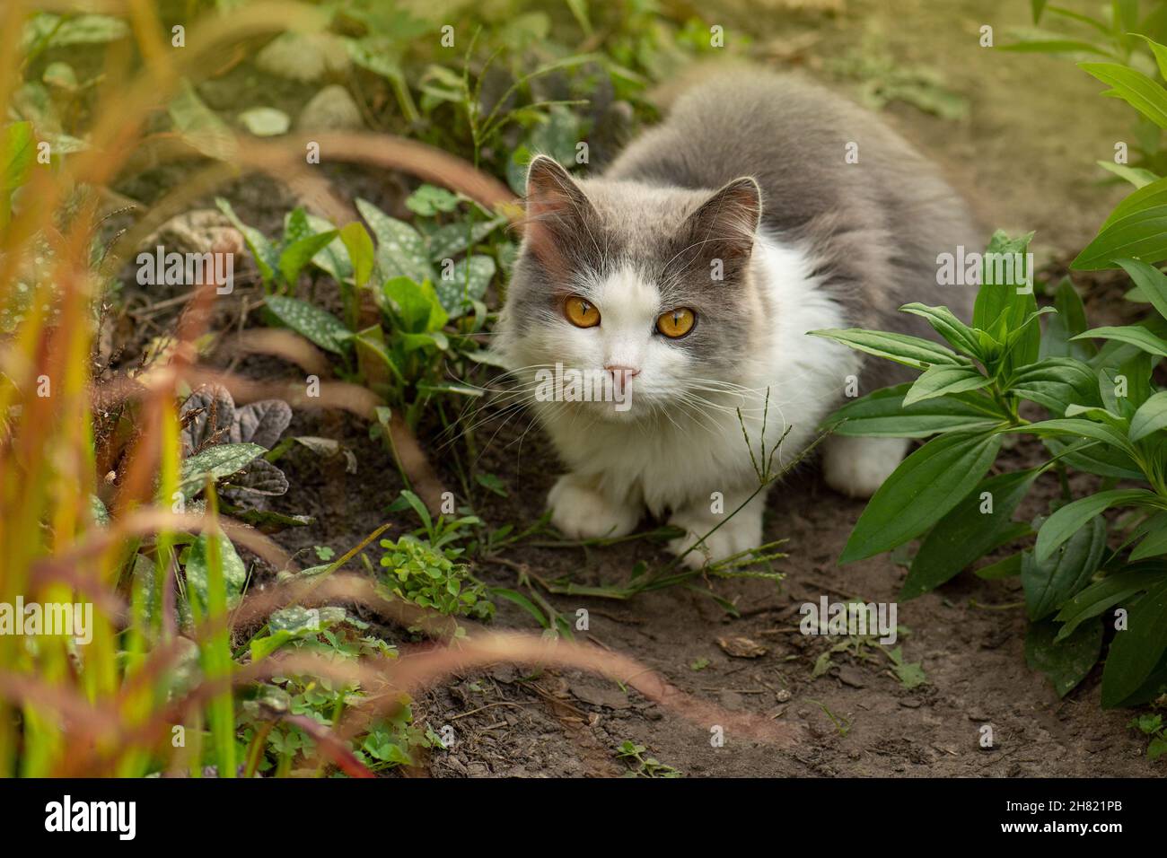 Kitten in the garden with flowers on background. Cat lying in the ...