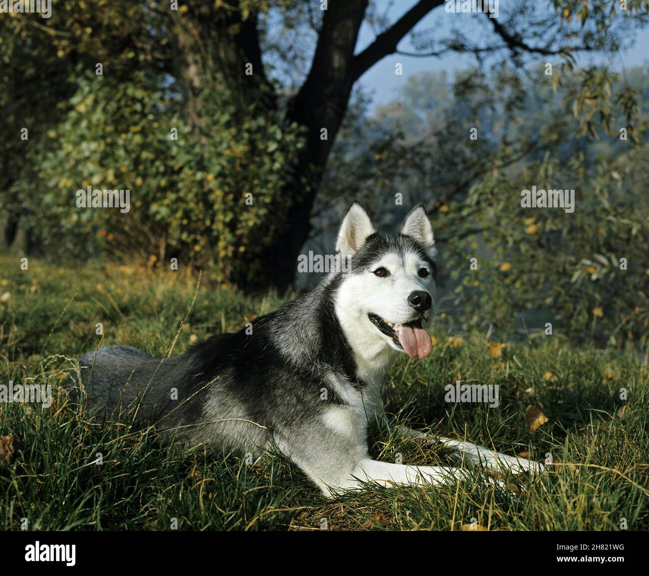 SIBERIAN HUSKY, ADULT LAYING ON GRASS Stock Photo - Alamy