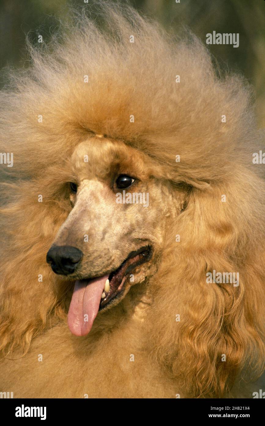Giant poodle hi-res stock photography and images - Alamy