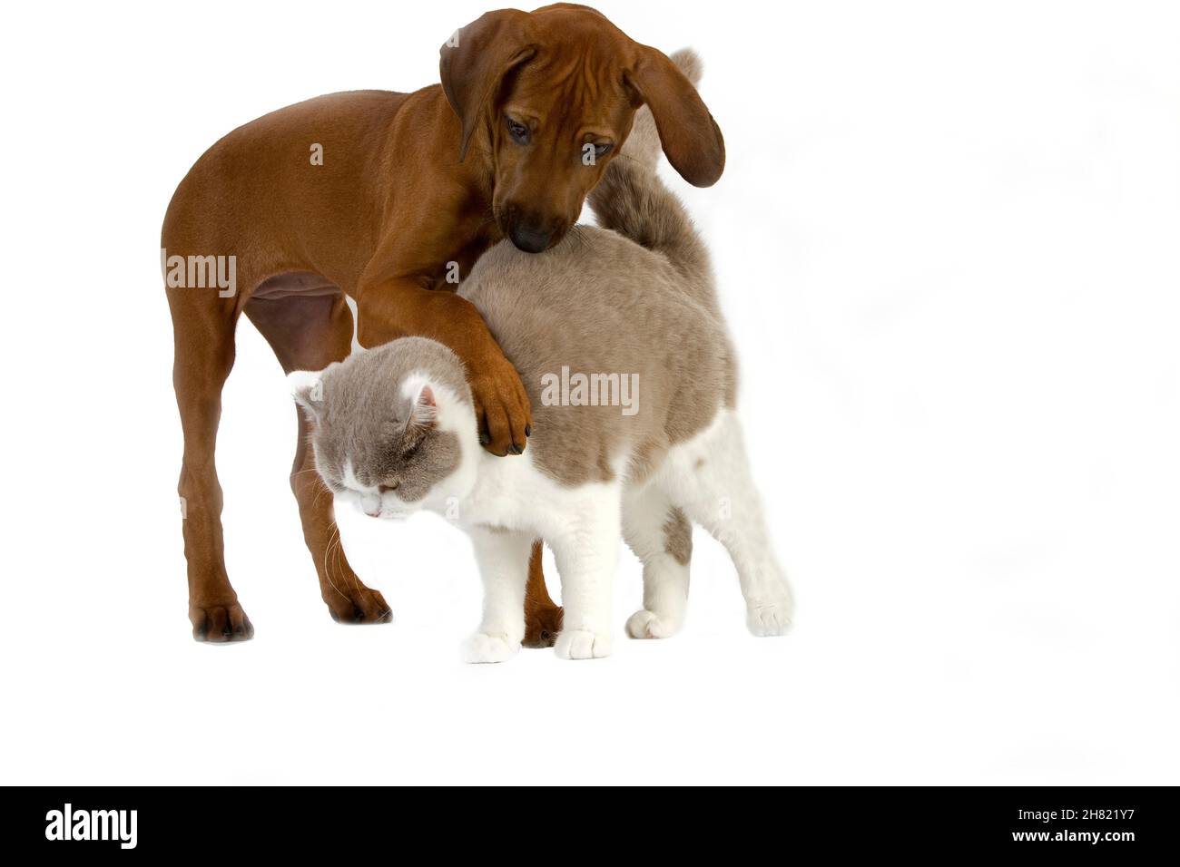 All three british species Cut Out Stock Images & Pictures - Alamy