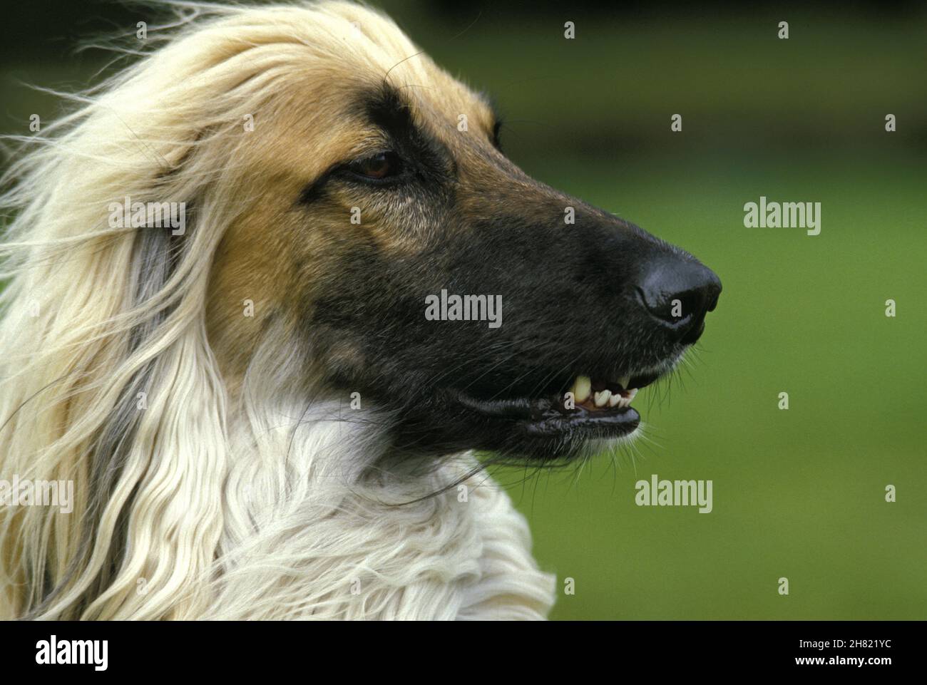 Afghan Hound, Portrait of Adult Stock Photo - Alamy