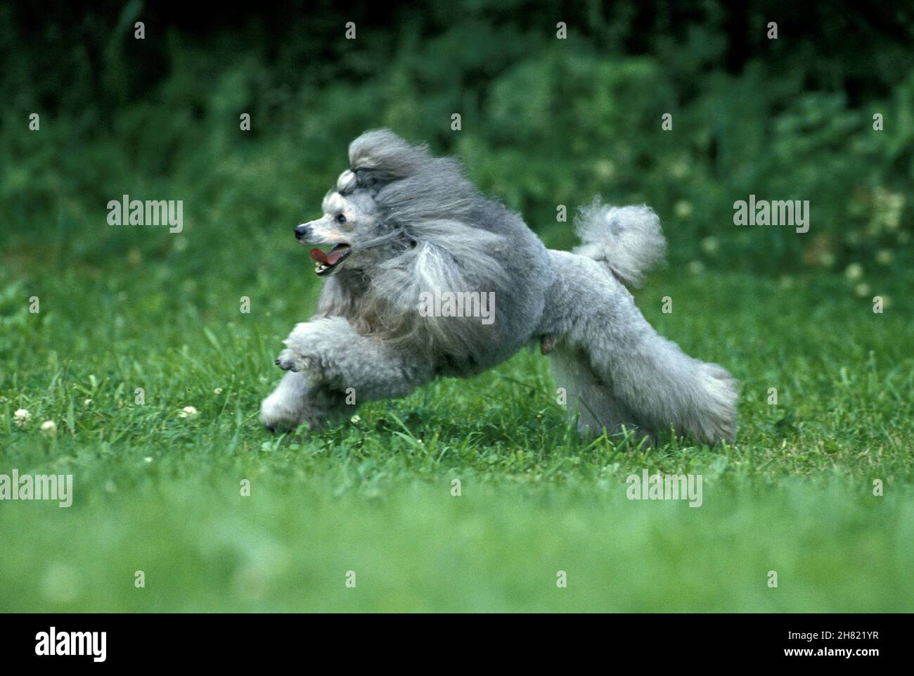 Grey Standard Poodle Dog, Male running Stock Photo - Alamy