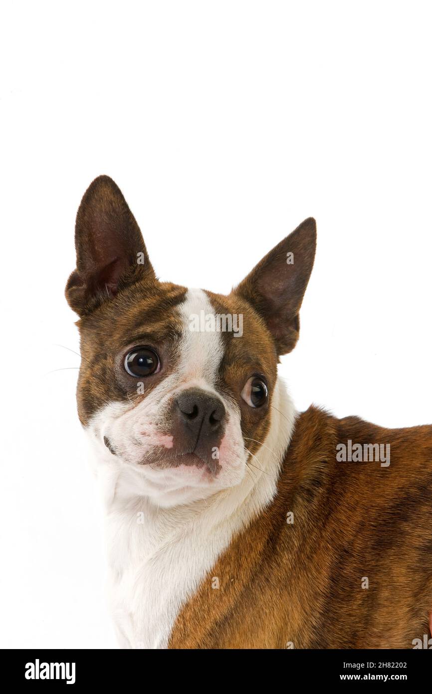 Boston Terrier Dog, Portrait against White Background Stock Photo - Alamy