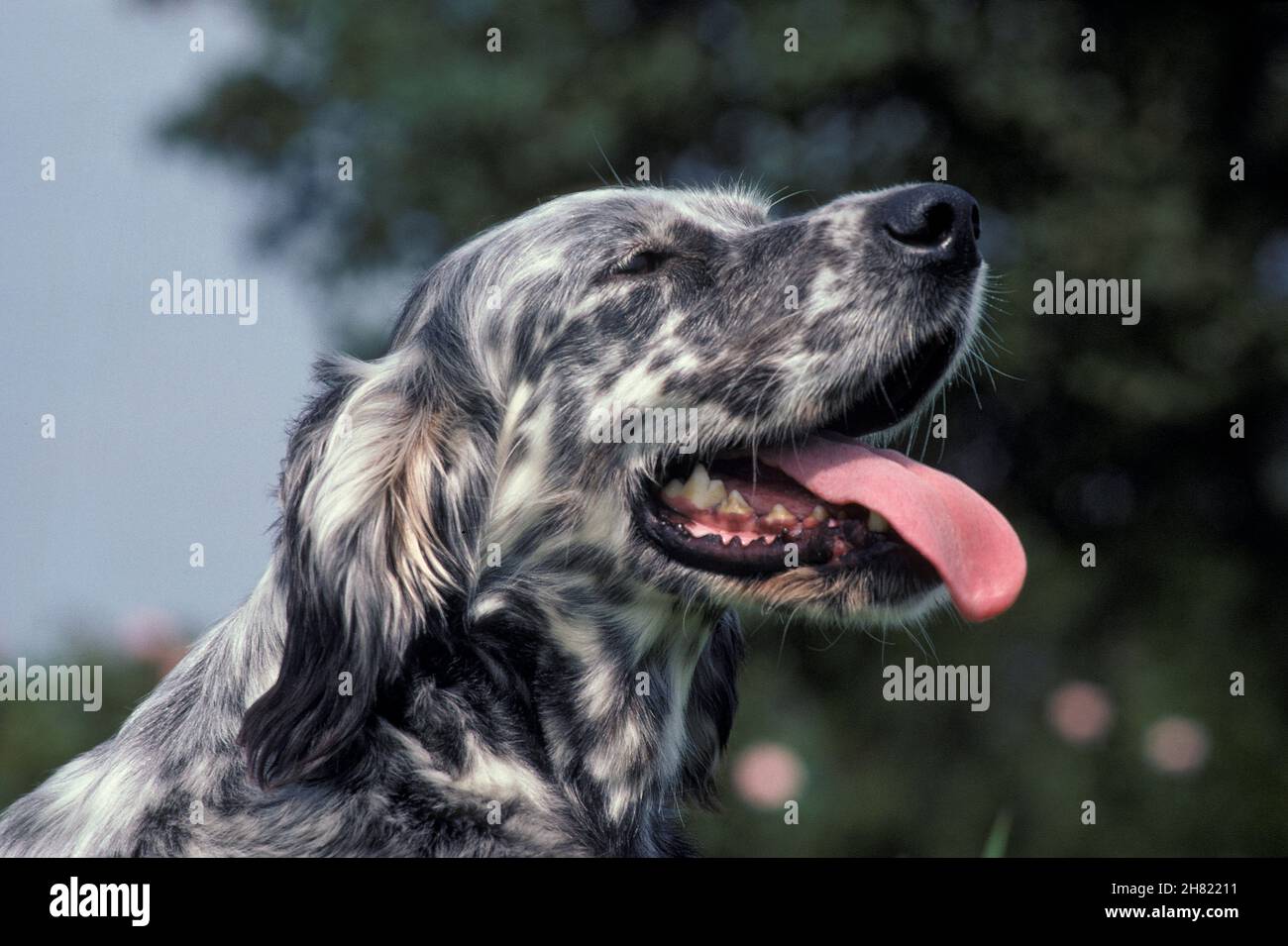 English Setter Dog, Portrait of Adult with opened Mouth Stock Photo - Alamy
