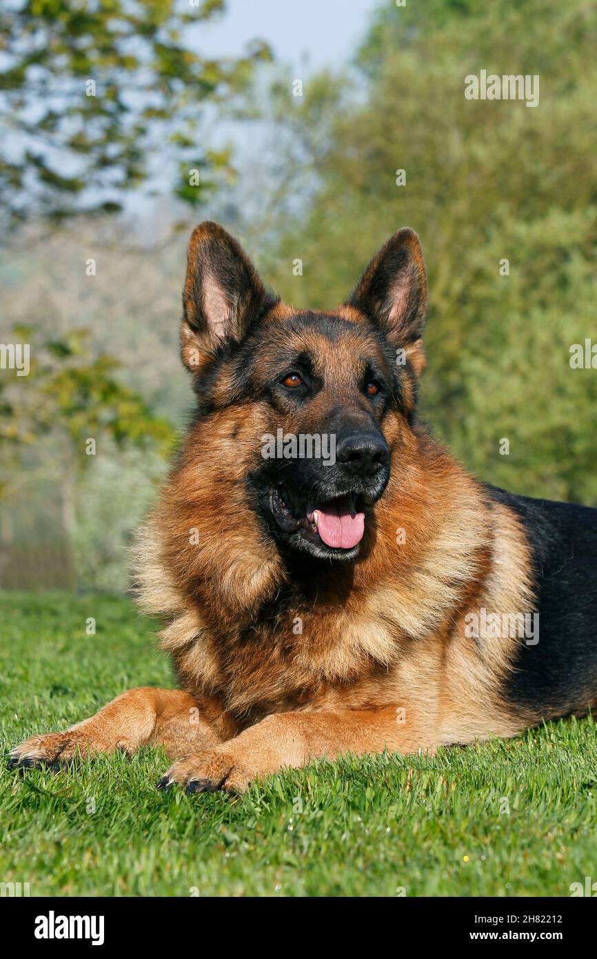 German Shepherd Dog Adult High Resolution Stock Photography and Images ...