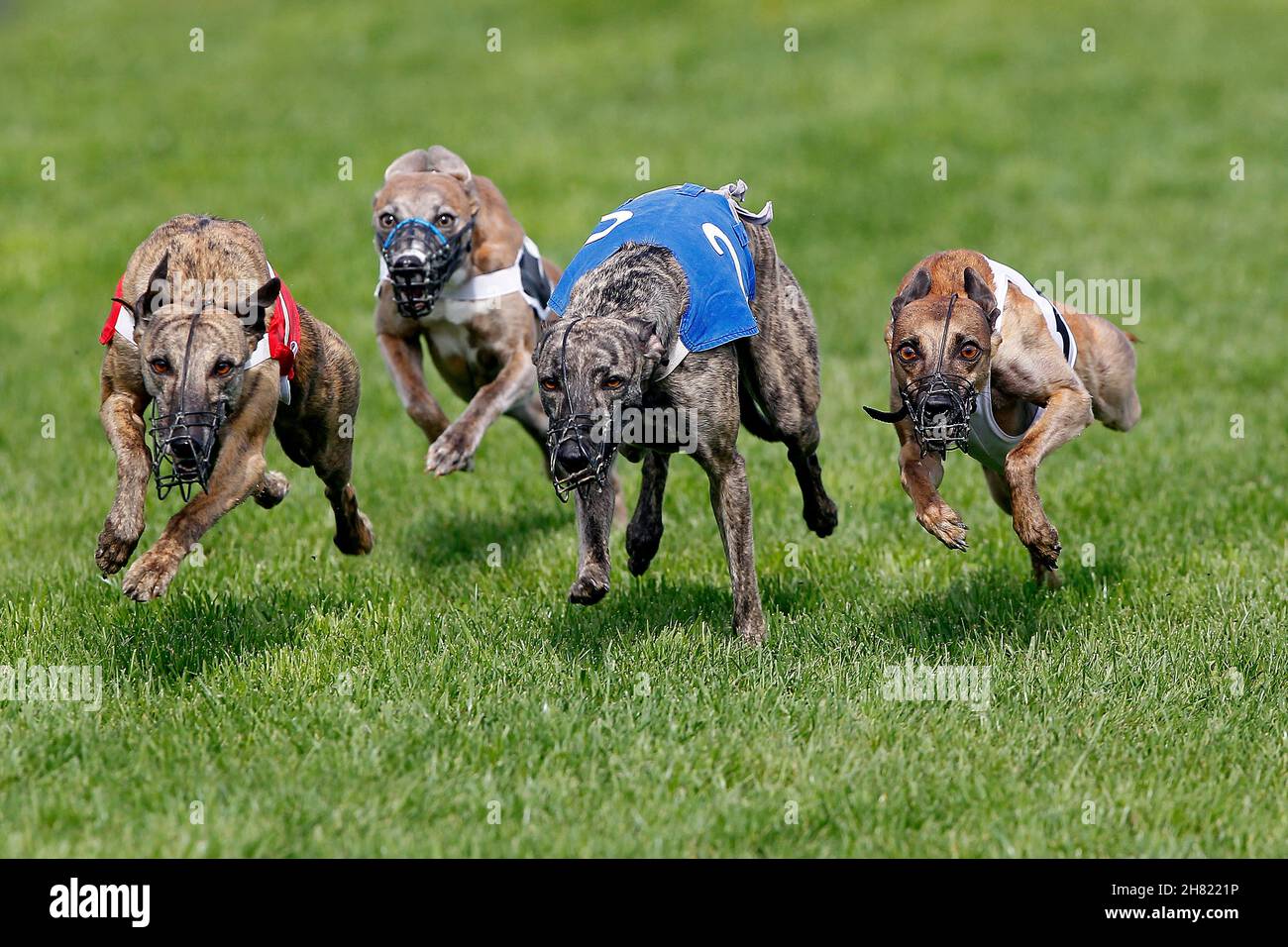 Whippet Dogs running, Racing at Track Stock Photo - Alamy