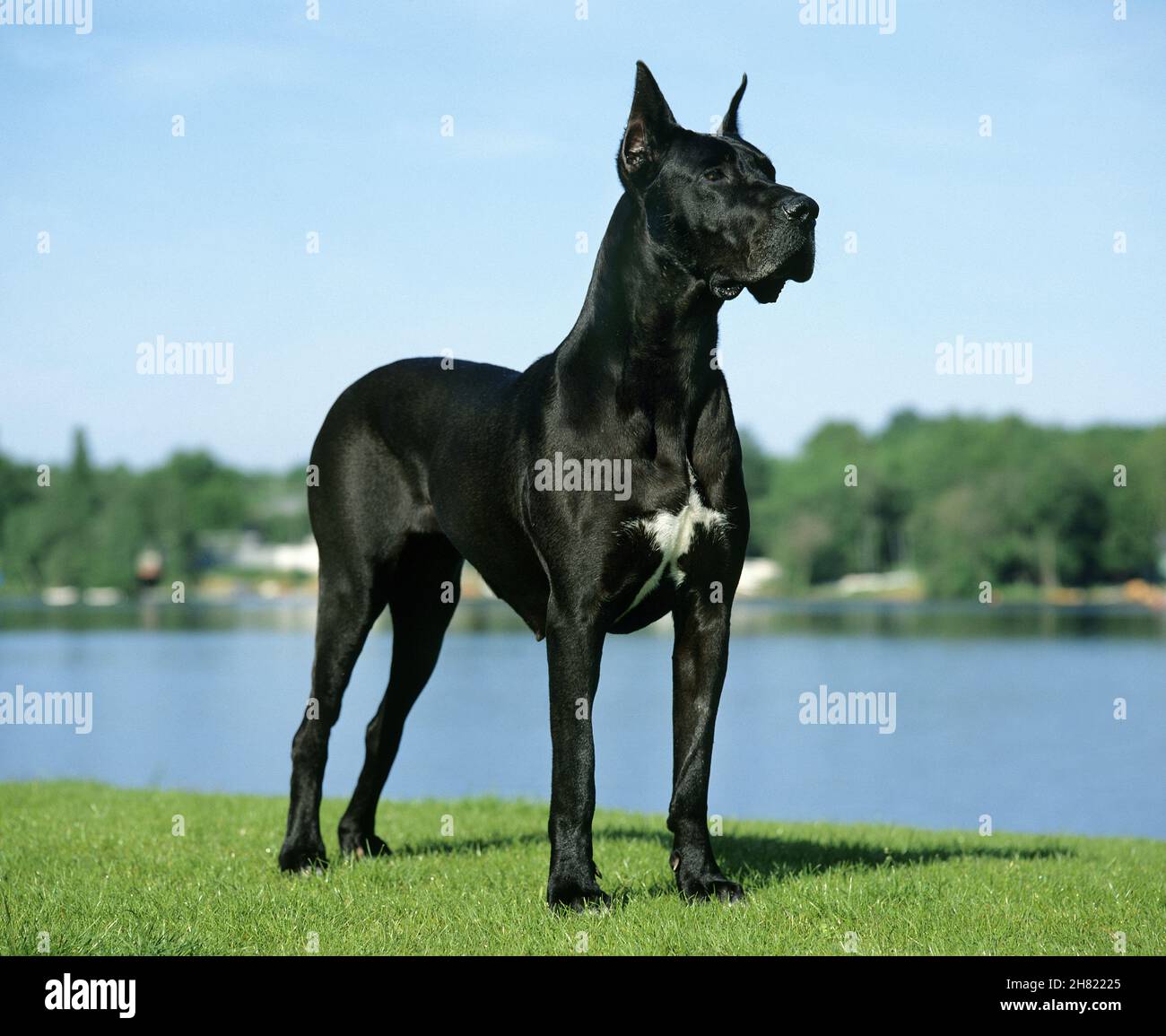 Great Dane or German Mastiff Dog (old standard breed with cut ears ...