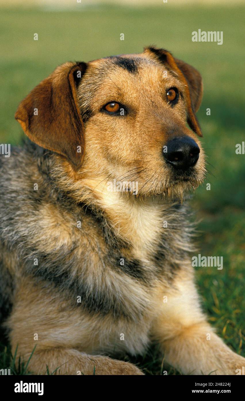 Portrait of Male Dog Stock Photo - Alamy