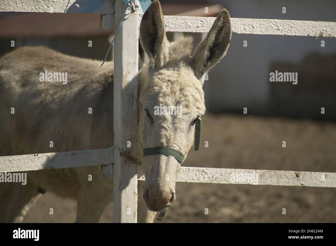 Donkey in captivity hi-res stock photography and images - Alamy
