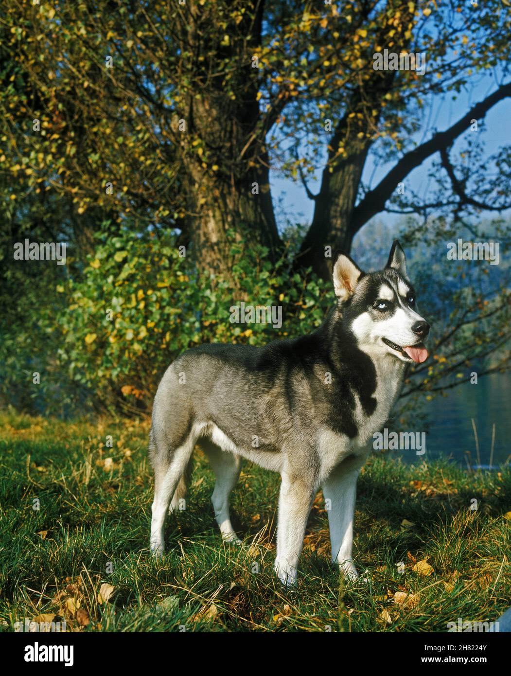SIBERIAN HUSKY, ADULT Stock Photo - Alamy