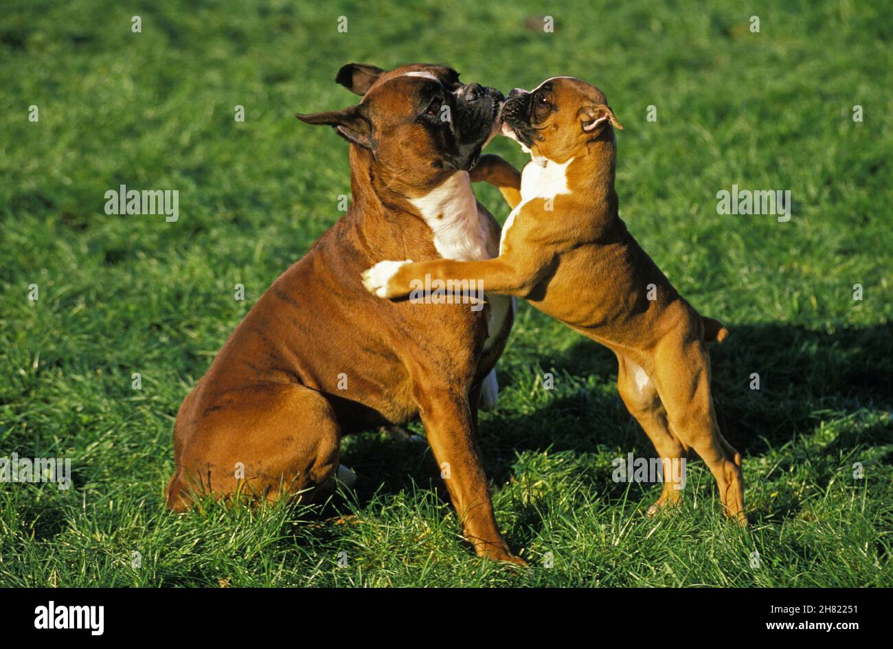 Boxer Dog, (Old Standard Breed with Cut Ears), Mother playing with Pup ...