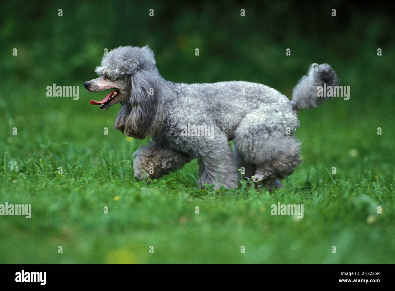 Grey Standard Poodle, Adult standing on Grass Stock Photo - Alamy