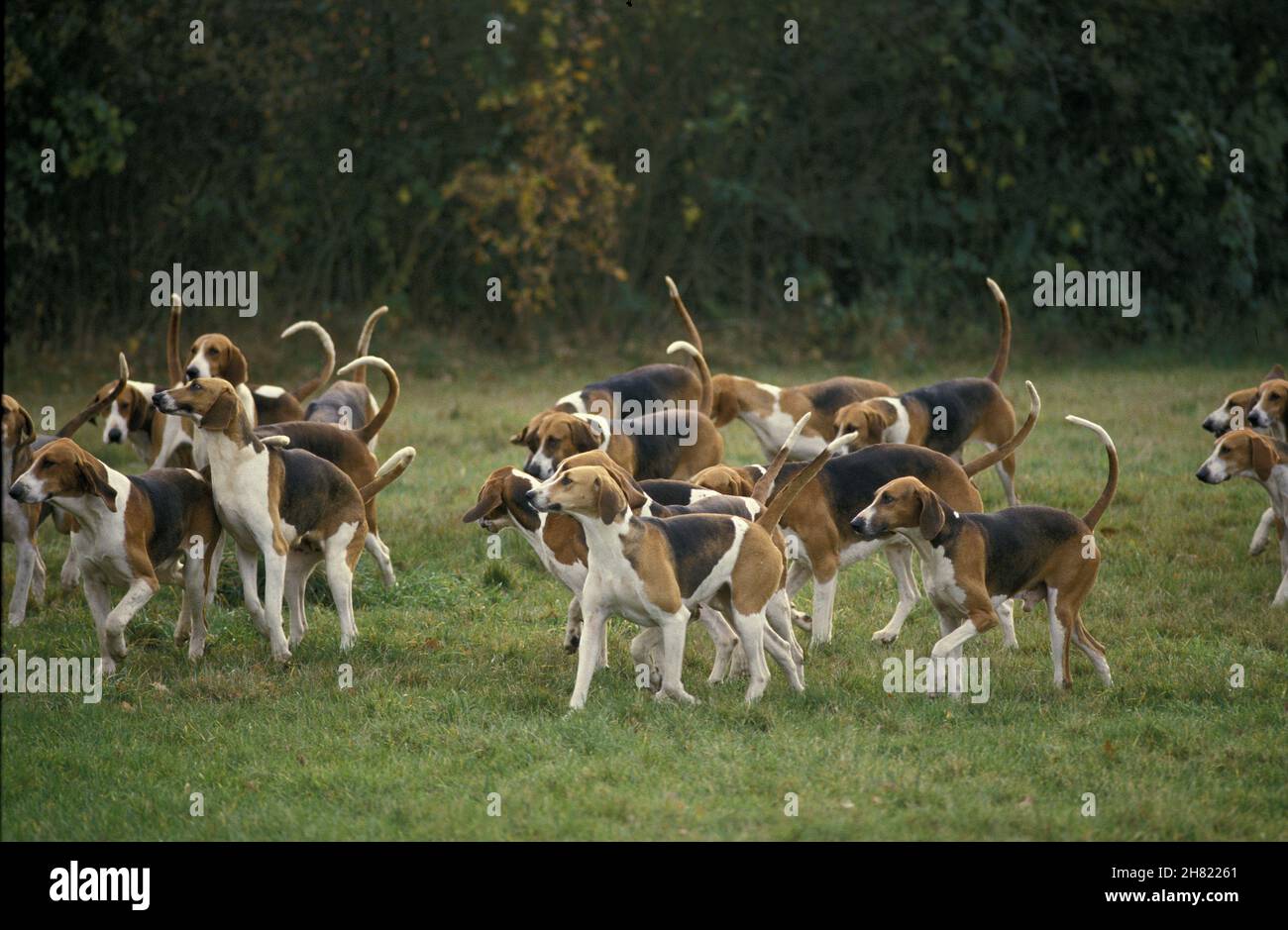 Poitevin dog hi-res stock photography and images - Alamy