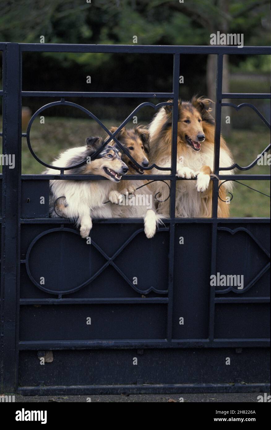 Dog guarding house hi-res stock photography and images - Alamy