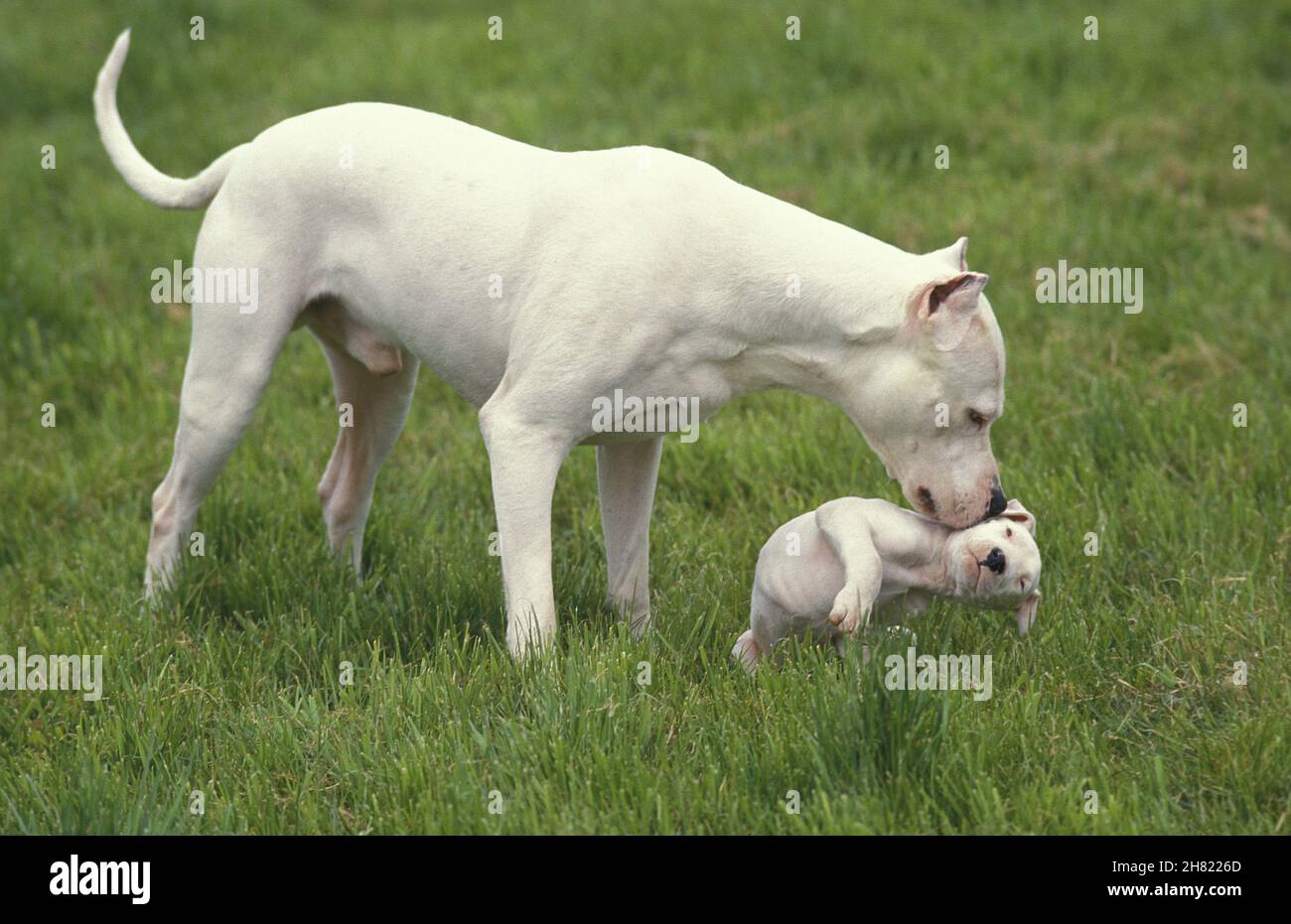 Argentinian Mastiff Dog (Old Standard Breed with Cut Ears), Male and ...