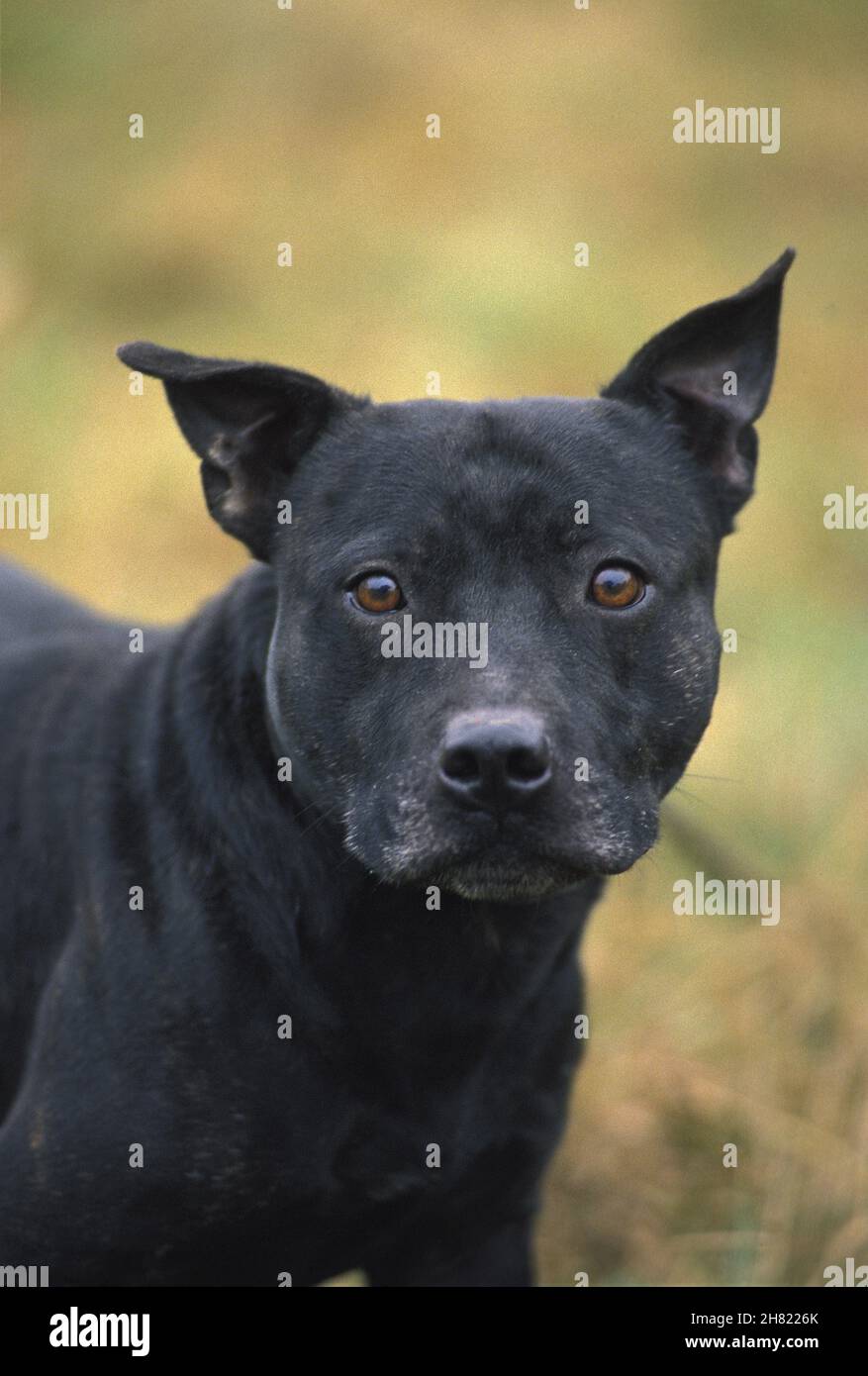 American Staffordshire Terrier (old standard with cut ears Stock Photo ...