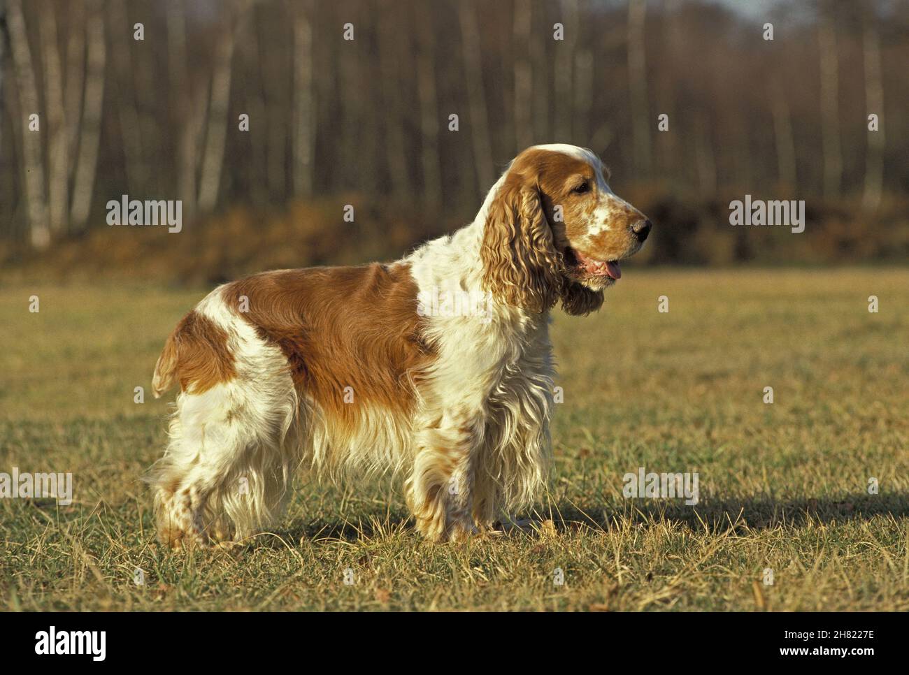 English Cocker Spaniel, Dog standing on Grass Stock Photo - Alamy
