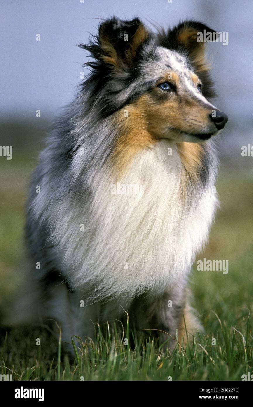 Shetland Sheepdog, Adult sitting on Lawn Stock Photo - Alamy