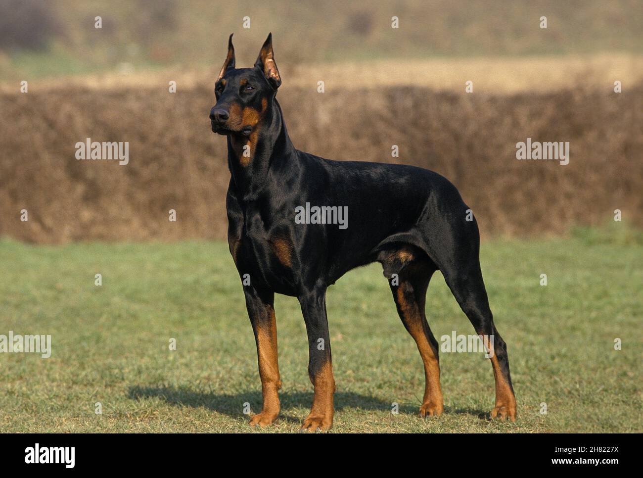Male Dobermann Dog or Dobermann Pinscher, Old Standard Breed with Cut ...