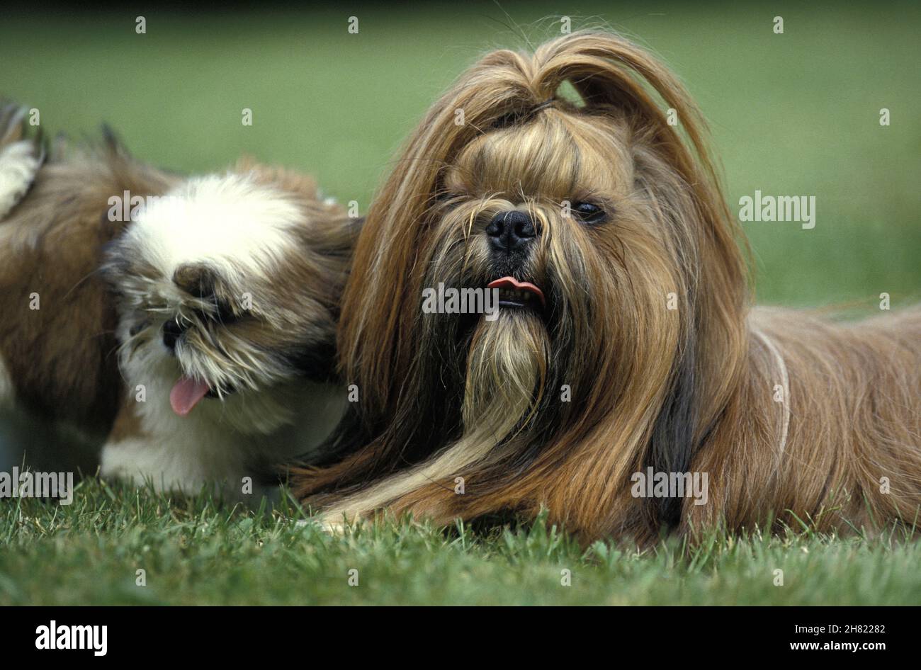 Shi Tzu Dog, Mother and Pup Stock Photo - Alamy