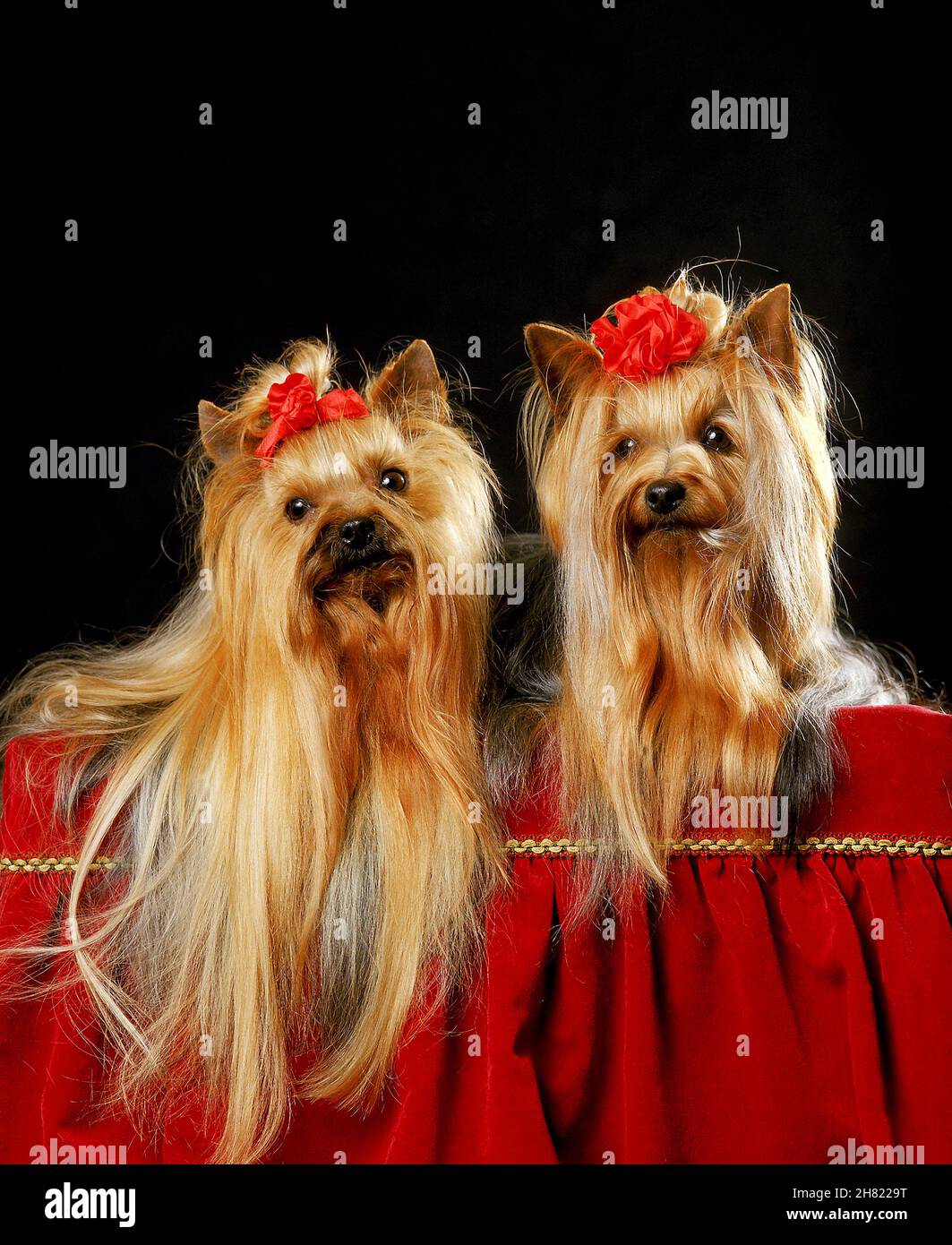 Domestic dog yorkshire terrier adult hi-res stock photography and ...
