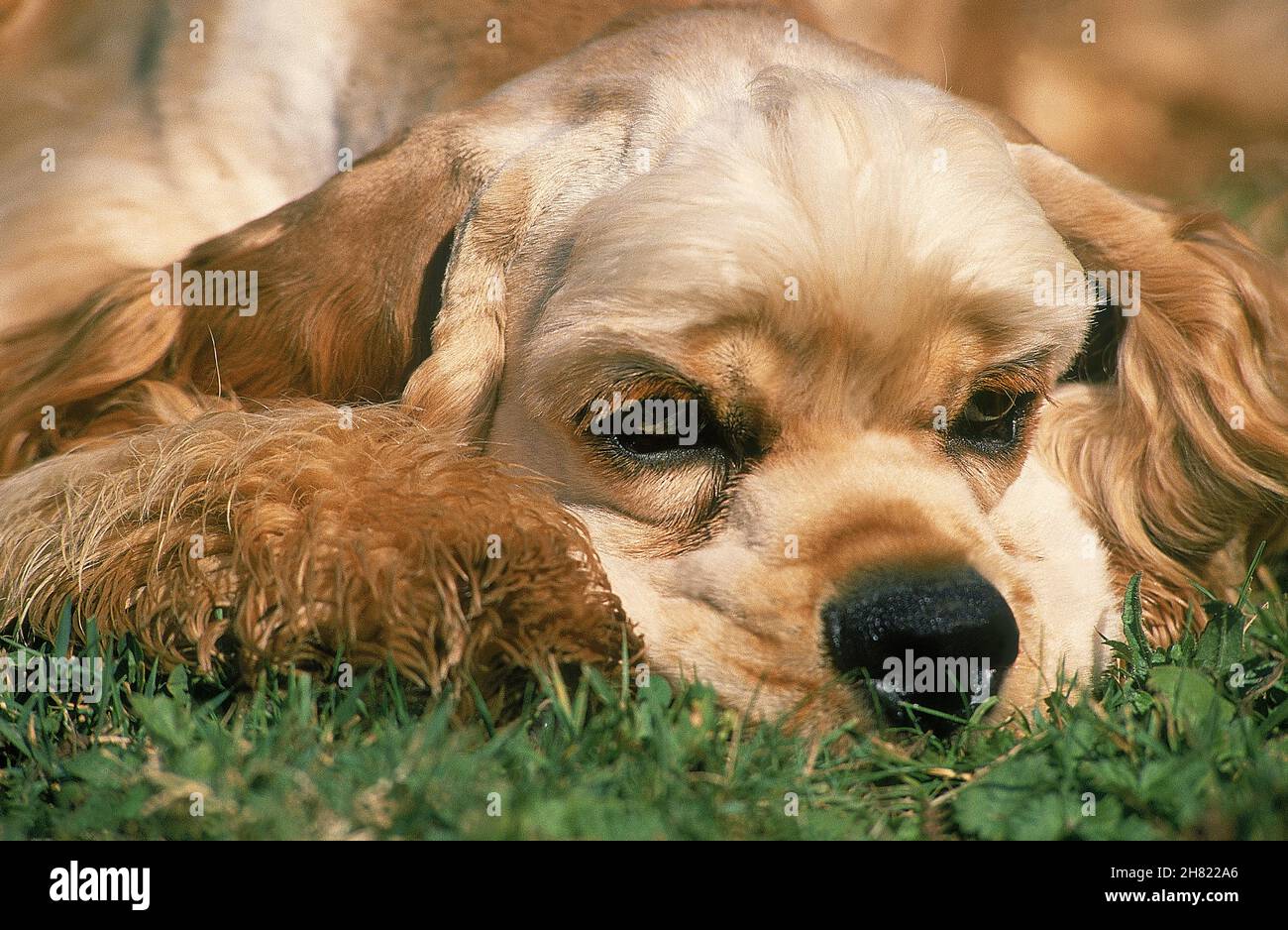 AMERICAN COCKER SPANIEL DOG, ADULT LAYING DOWN ON GRASS Stock Photo - Alamy