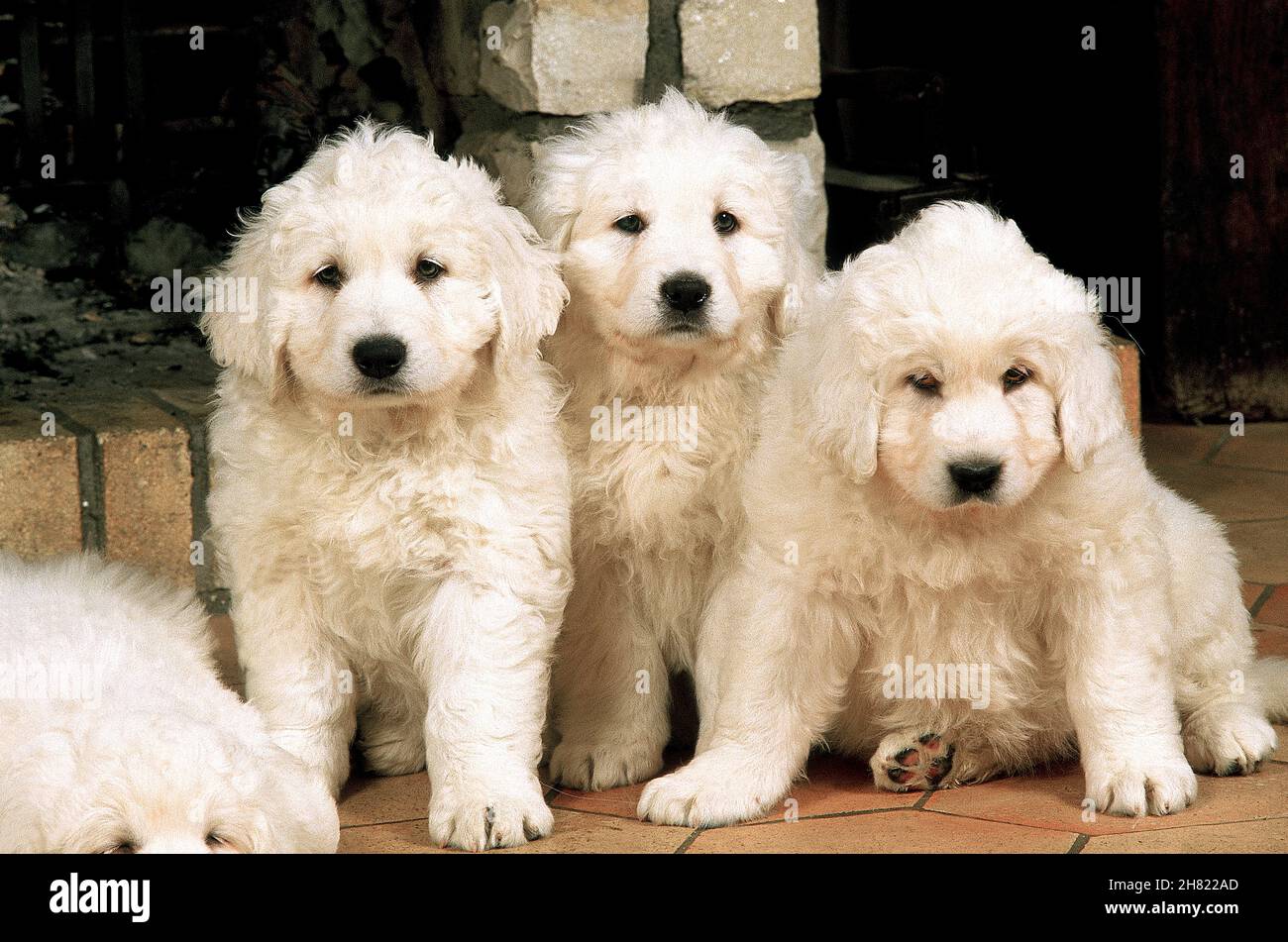 POLISH TATRA SHEEPDOG, PUPPIES SITTING NEAR FIREPLACE Stock Photo - Alamy