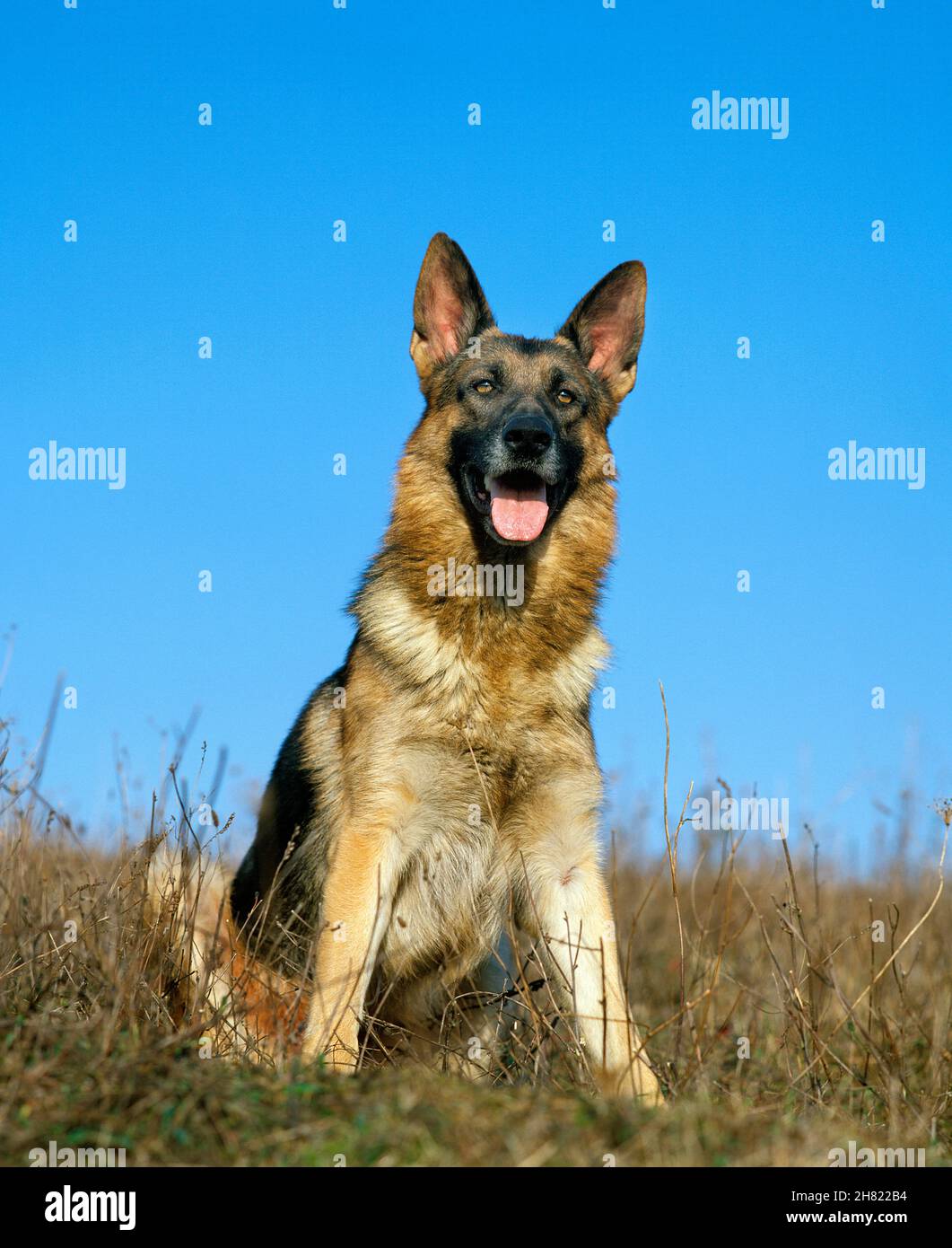 German Shepherd Dog, sitting Stock Photo - Alamy
