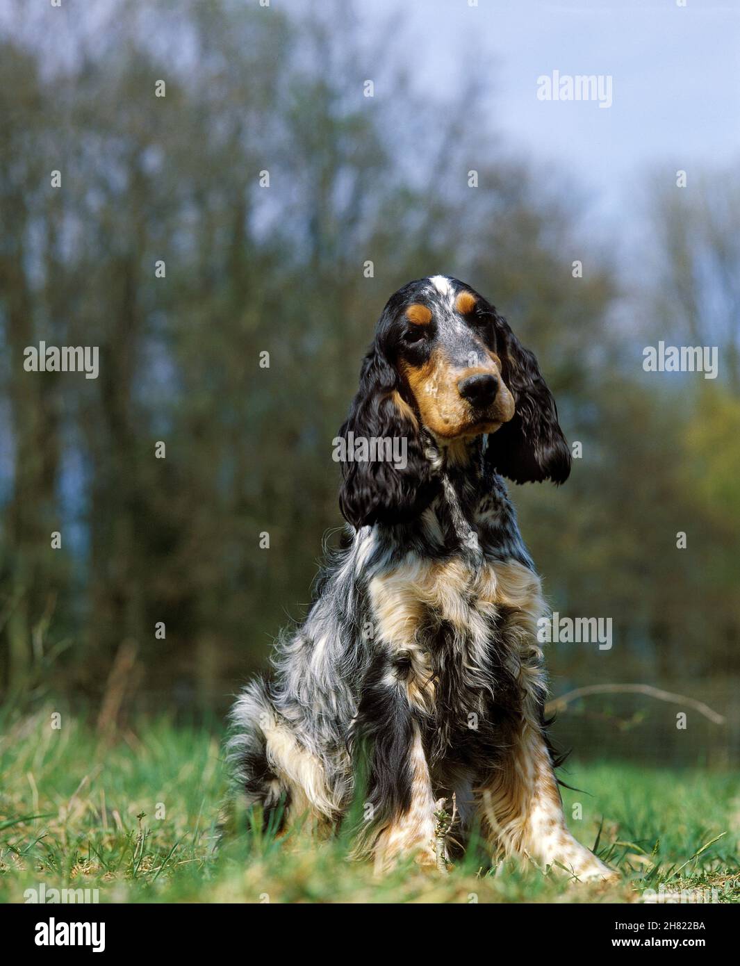 English cocker spaniel sitting hi-res stock photography and images - Alamy