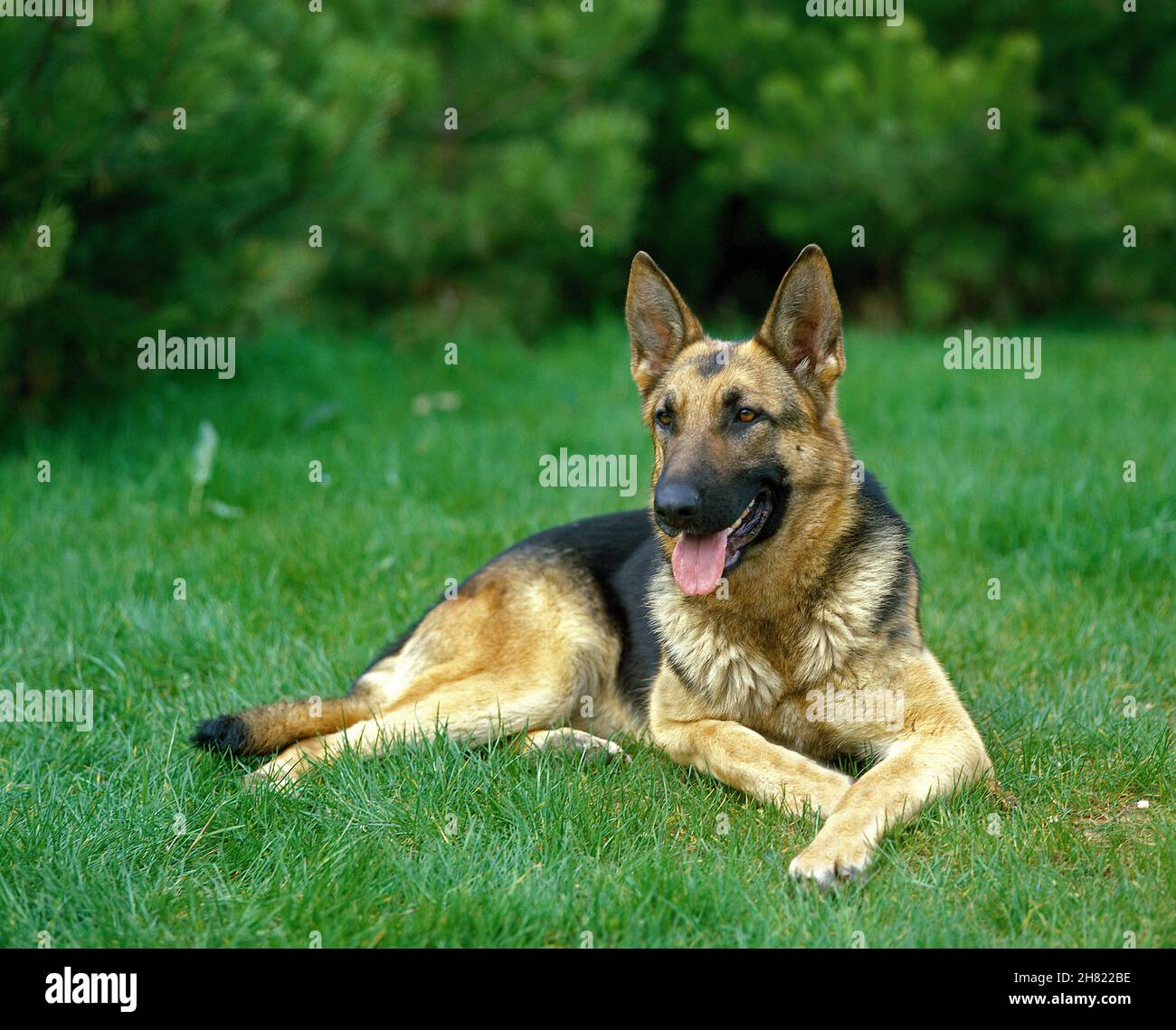 German shepherd Dog standing on Lawn Stock Photo - Alamy