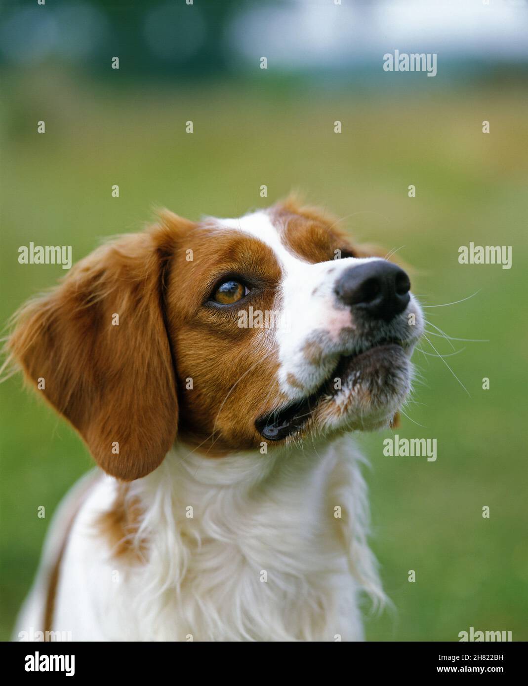 Portrait brittany spaniel hi-res stock photography and images - Alamy